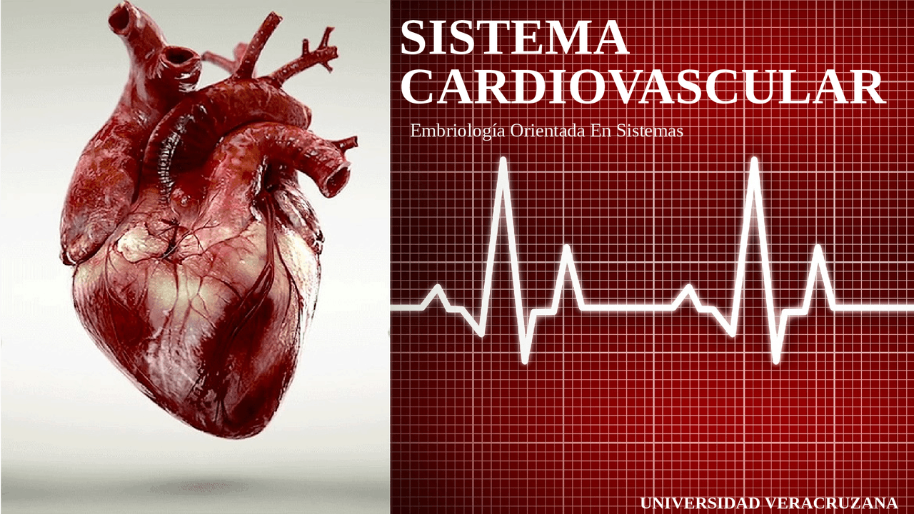 Sistema Cardiovascular Embriologia Slides De Medicina Docsity