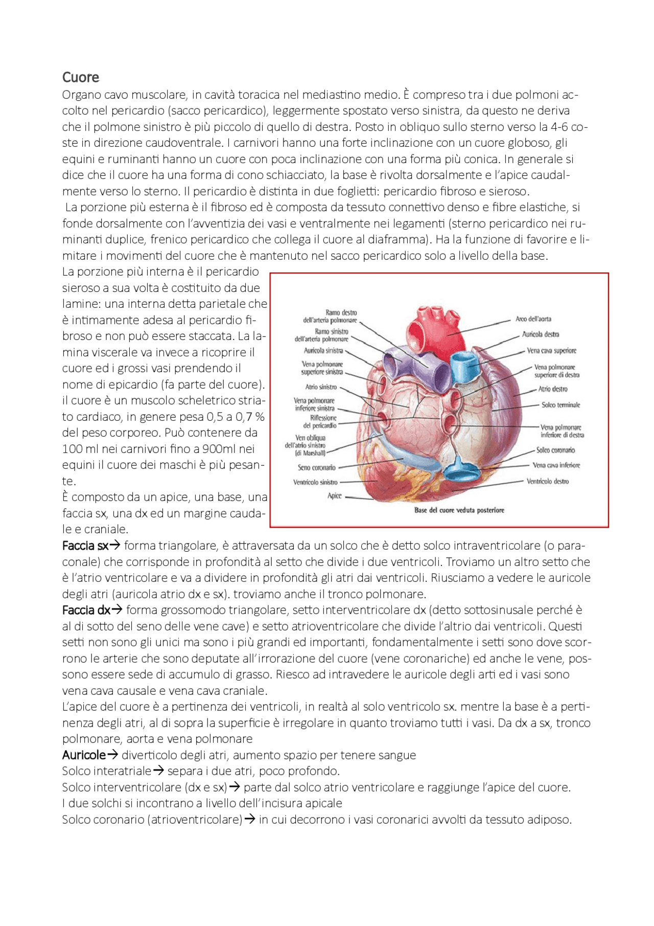 Cardiocircolatorio E Linfatico Docsity