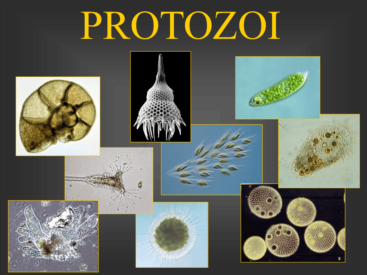 Slide di introduzione al regno Protista. - Docsity