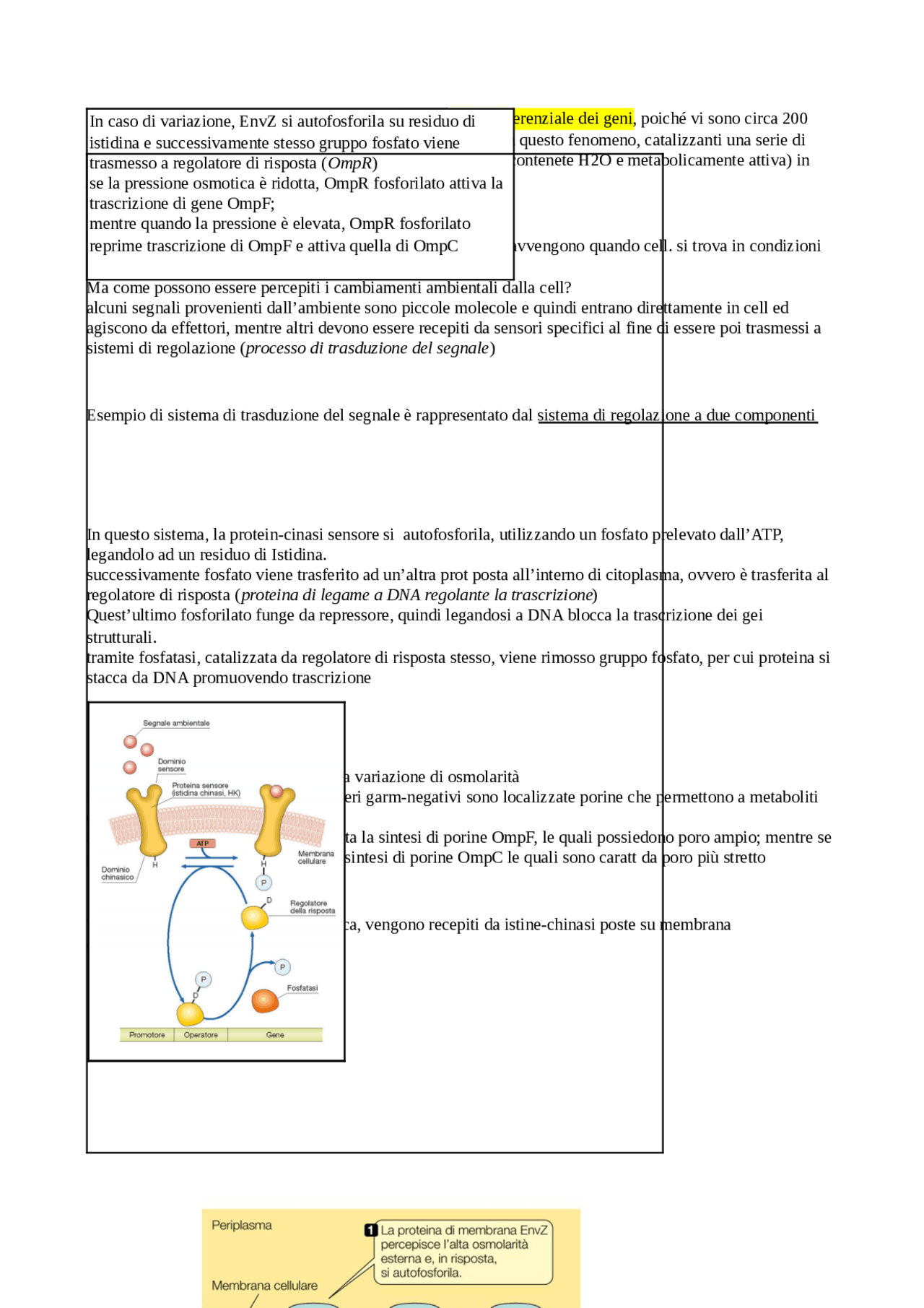 Pt 1 Di Appunti Di Microbiologia Docsity