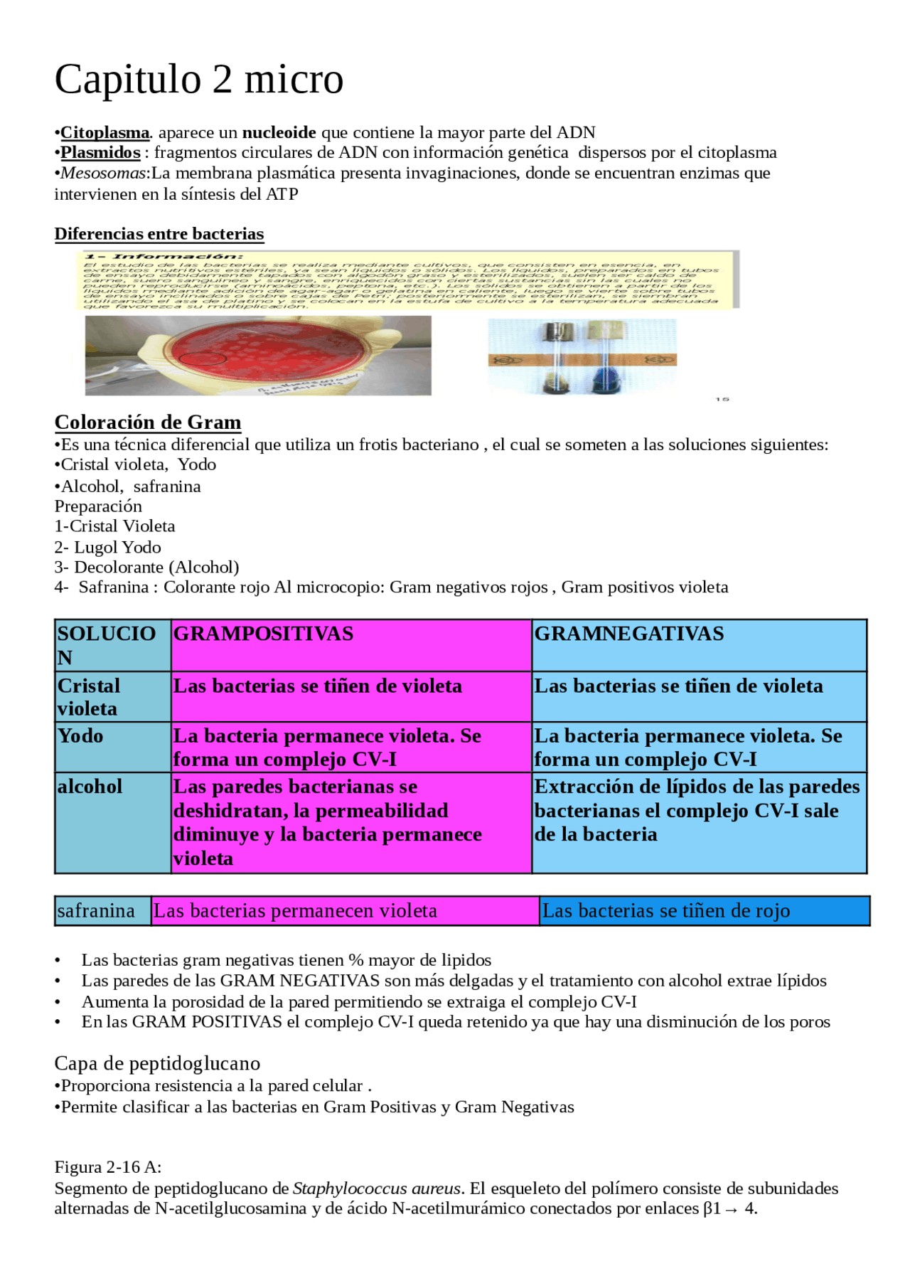 Resúmenes De Microbiología Resúmenes De Microbiología Docsity