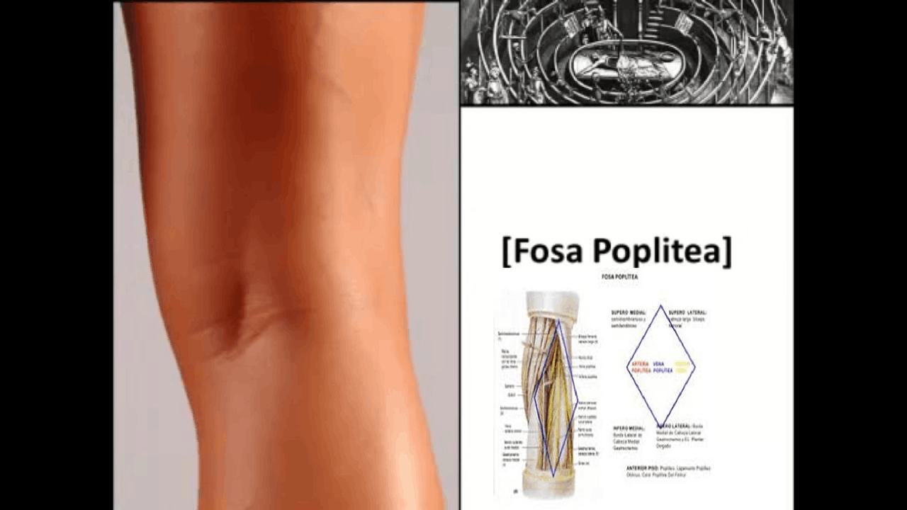 Fosa Poplitea - Anatomia del miembro inferior | Study notes of Anatomy ...