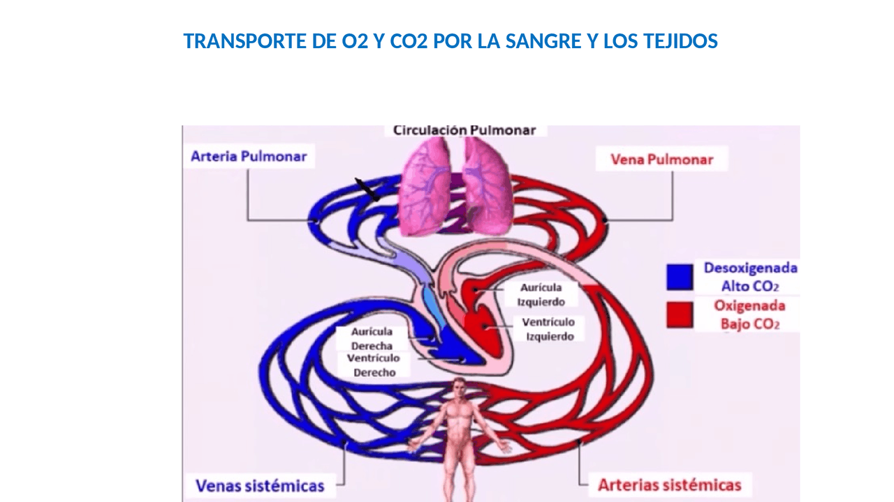 Sistema Respiratorio Docsity
