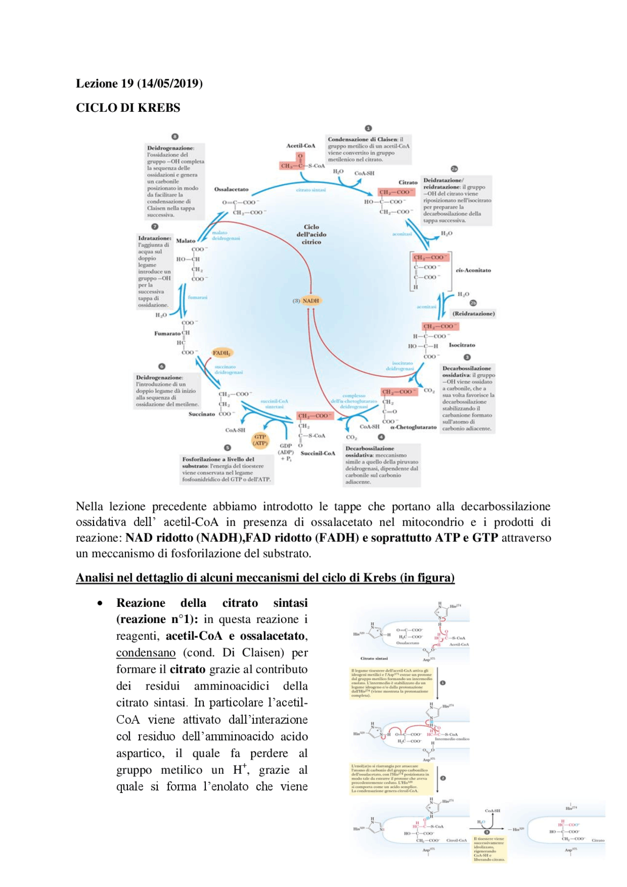 Ciclo Di Krebs Con I Vari Collegamenti Appunti Di Biochimica Docsity
