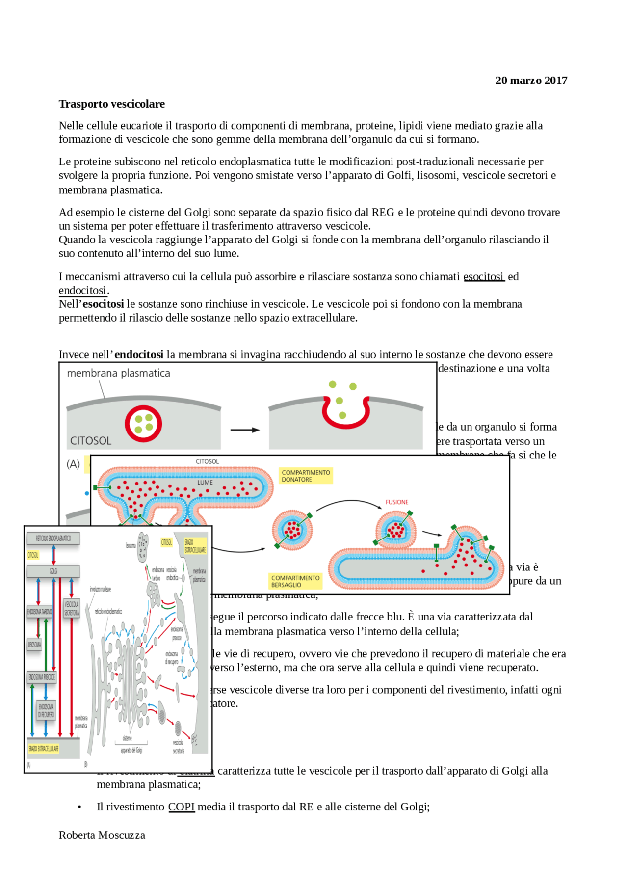 Trasporto Vescicolare Docsity