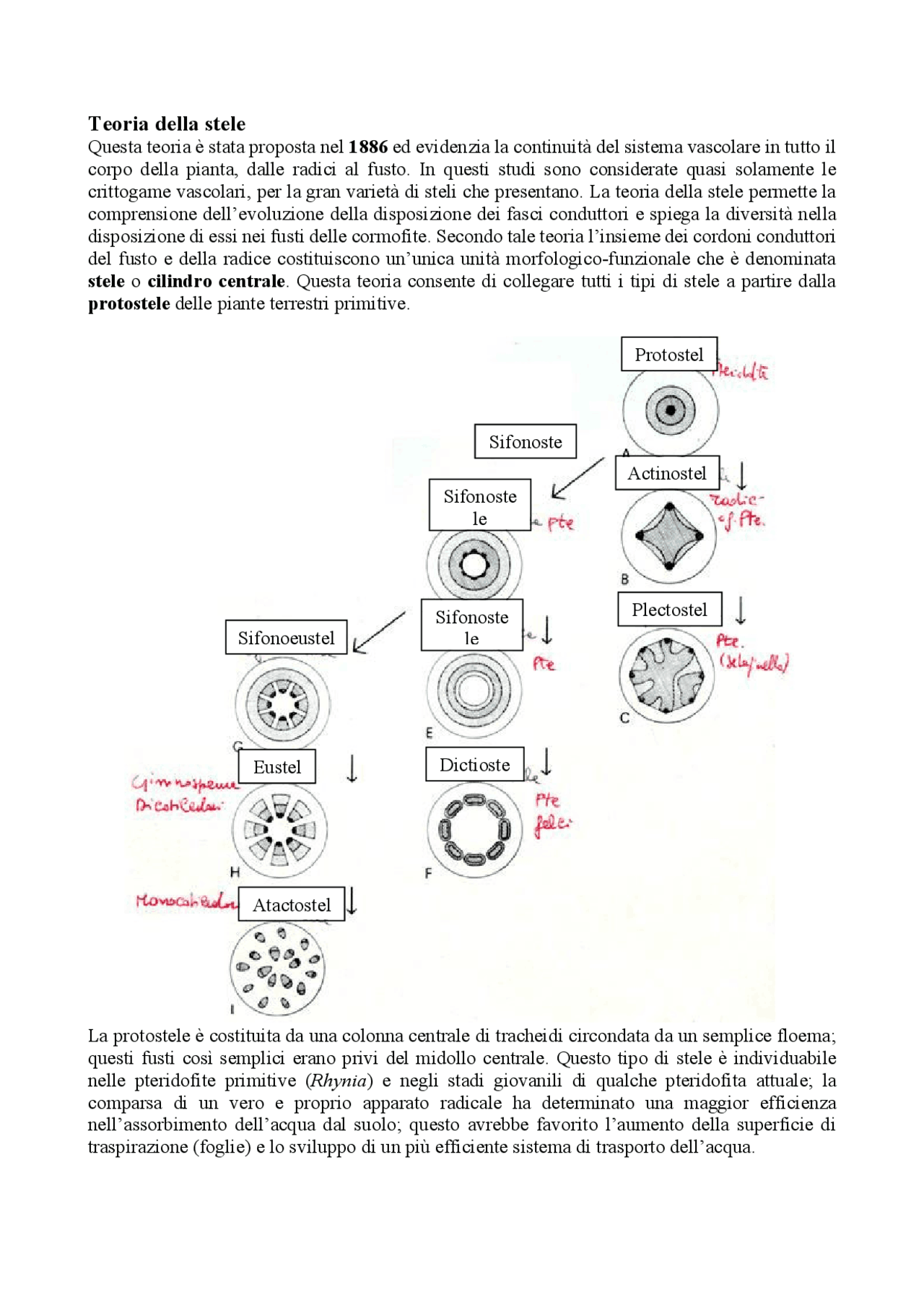 Riassunti Di Botanica Parte 3 Docsity