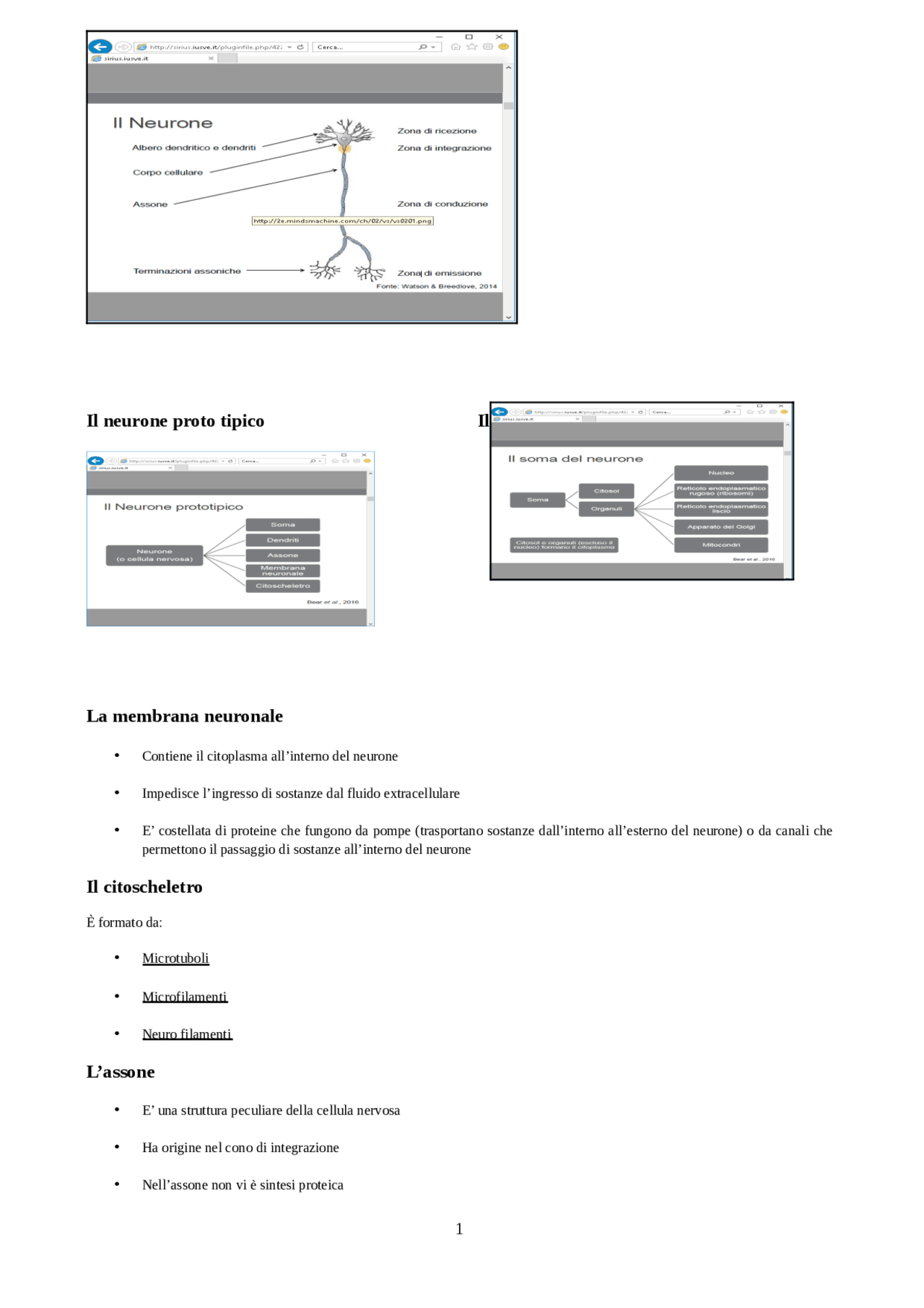 Elementi Di Neuroscienze I Docsity