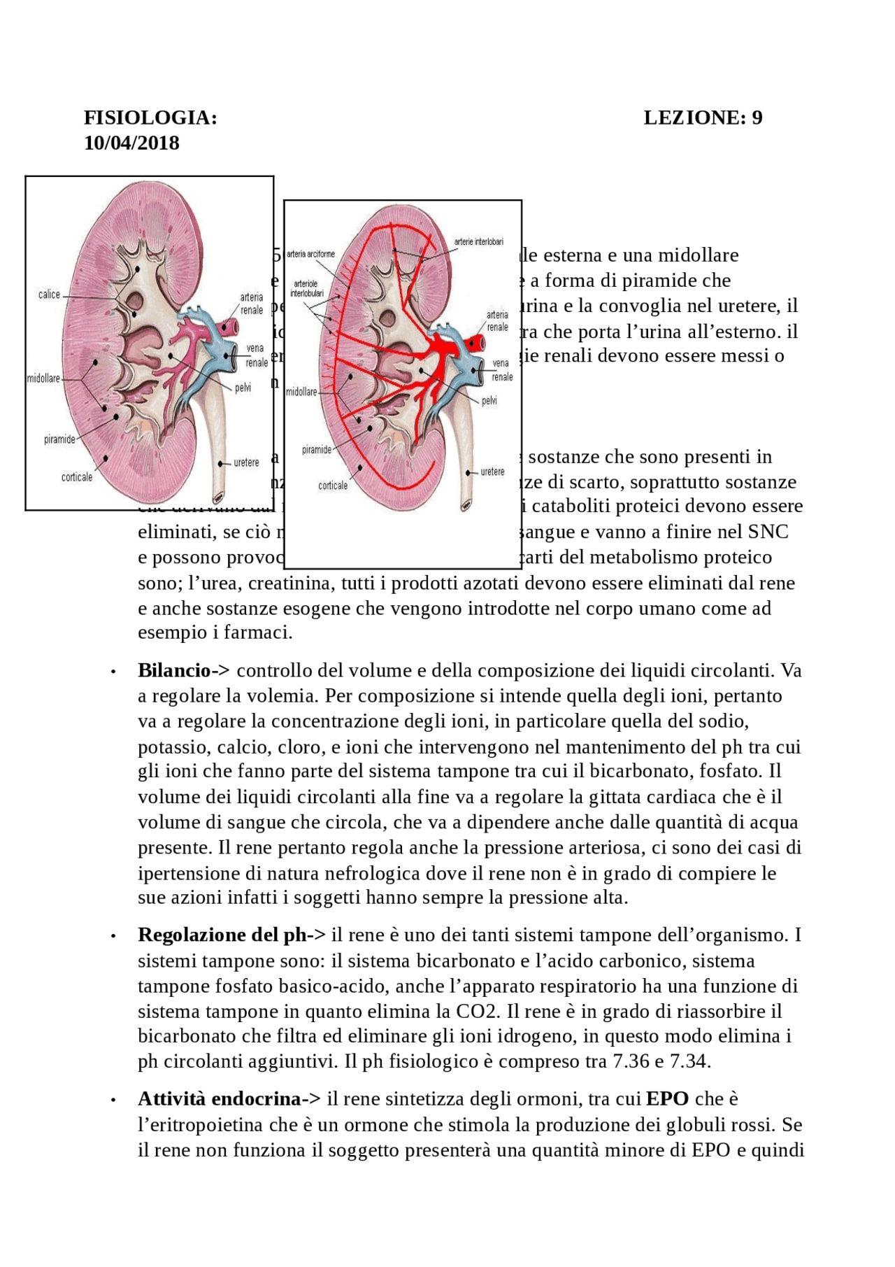 IL RENE e le sue strutture | Sbobinature di Fisiologia Umana | Docsity