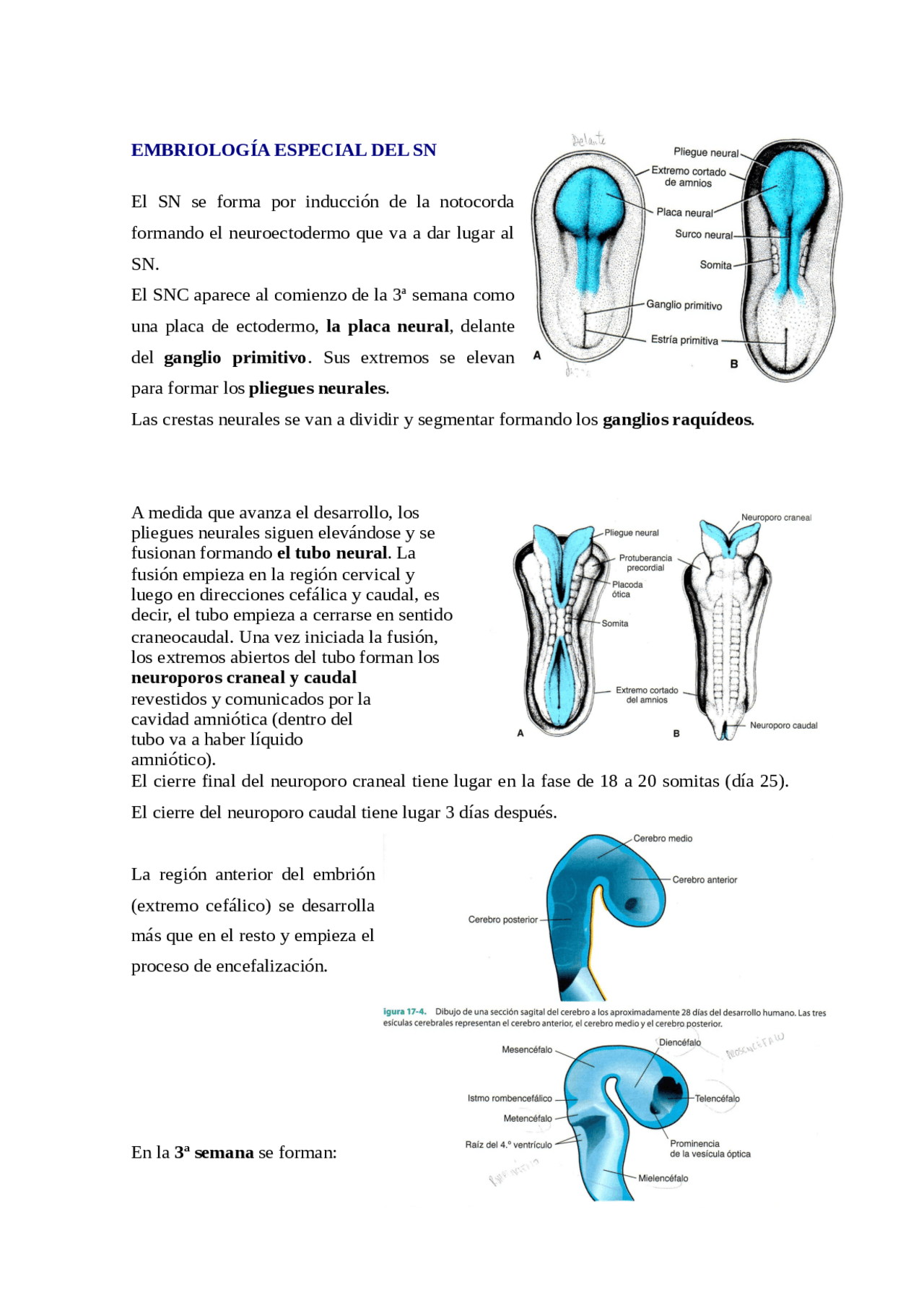 Sistema Nervioso Apuntes Docsity