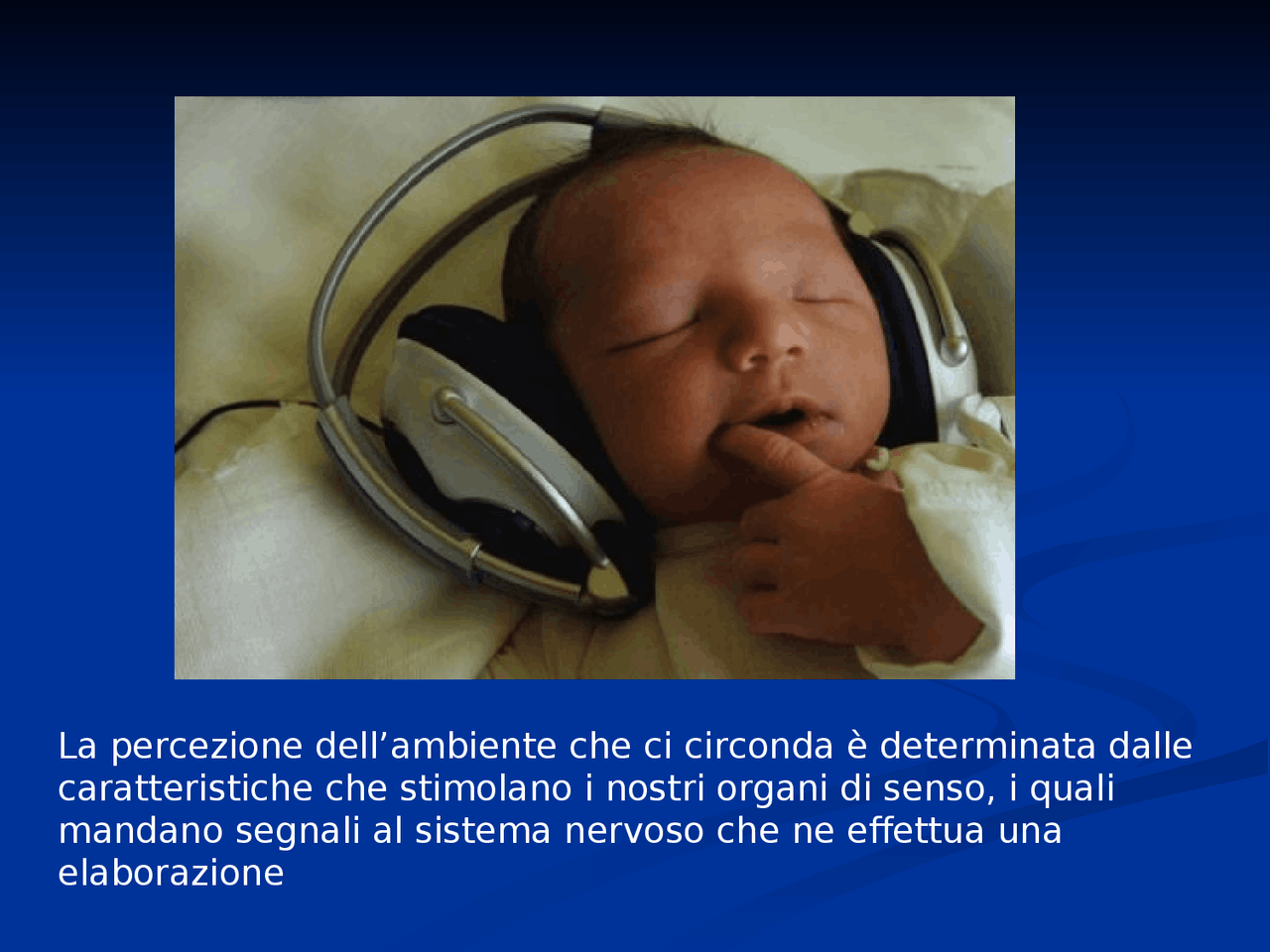 Gli organi di senso: Olfatto e vie olfattive- Gusto- Vista (palpebre ...