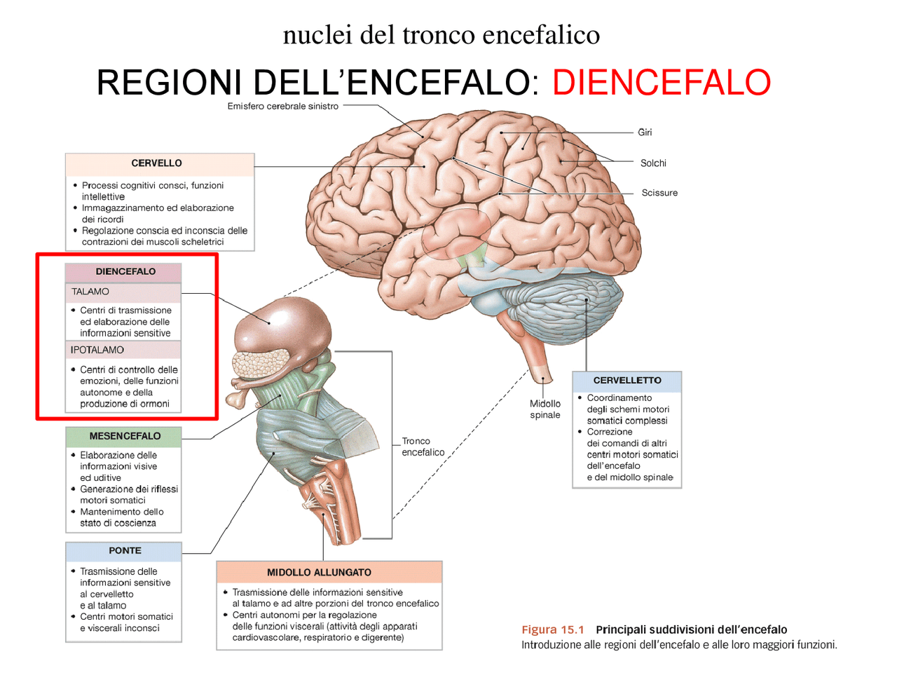 Nuclei del tronco encefalico - Docsity