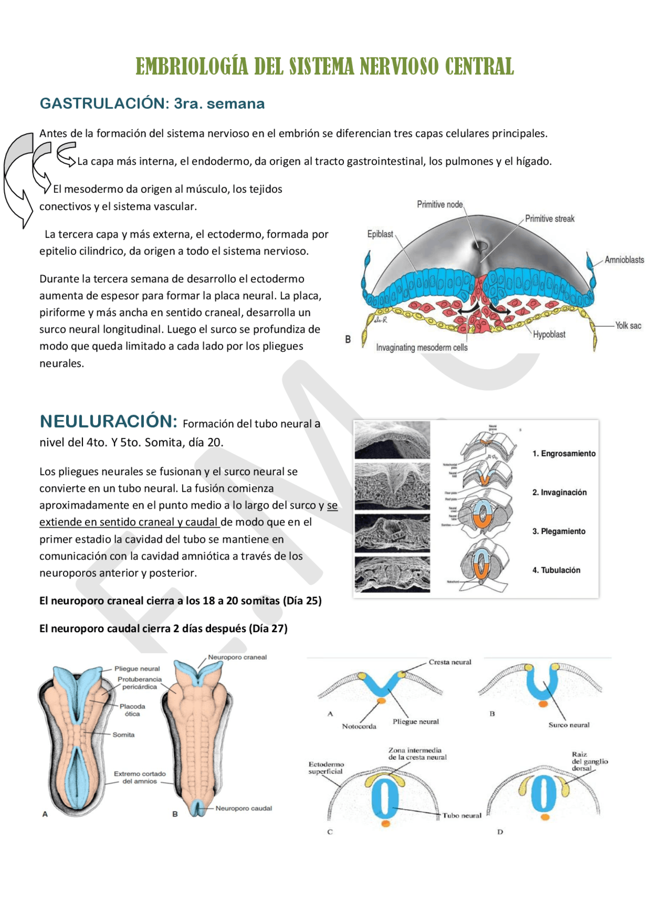 Embriologia del Sistema Nervioso Central - Docsity