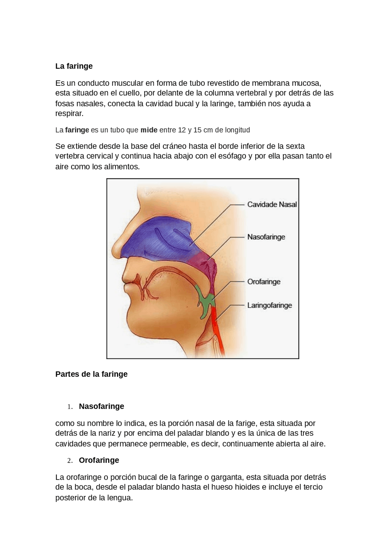 Faringe Y Sus Parte Docsity