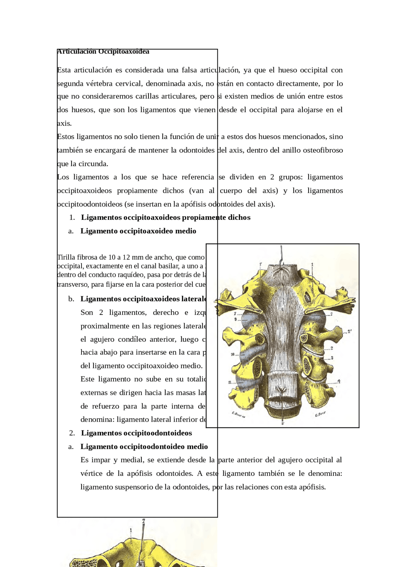 Articulación Occipitoaxoidea Transcripciones De Anatomía Docsity