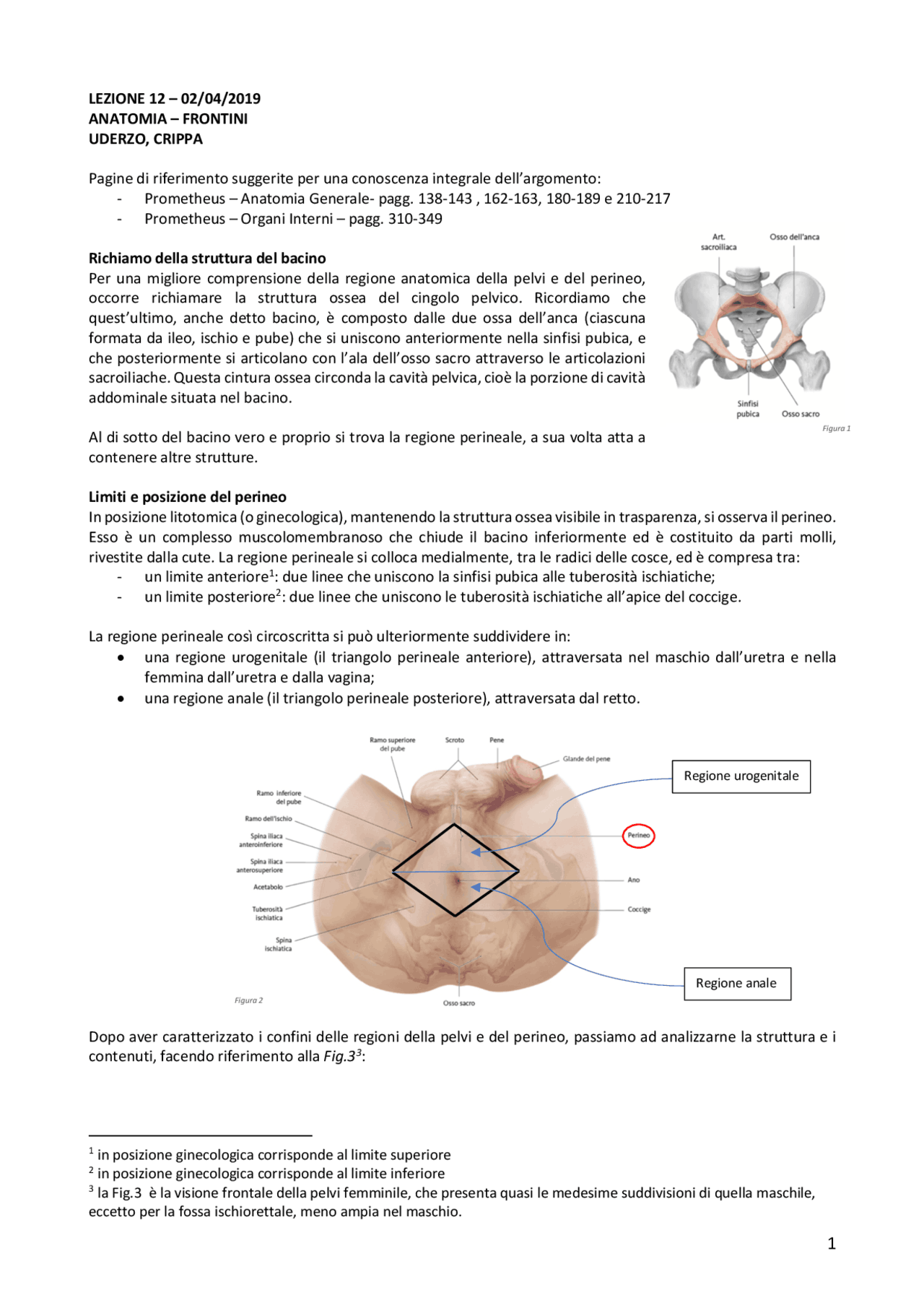 ANATOMIA: apparato genitale maschile - Docsity