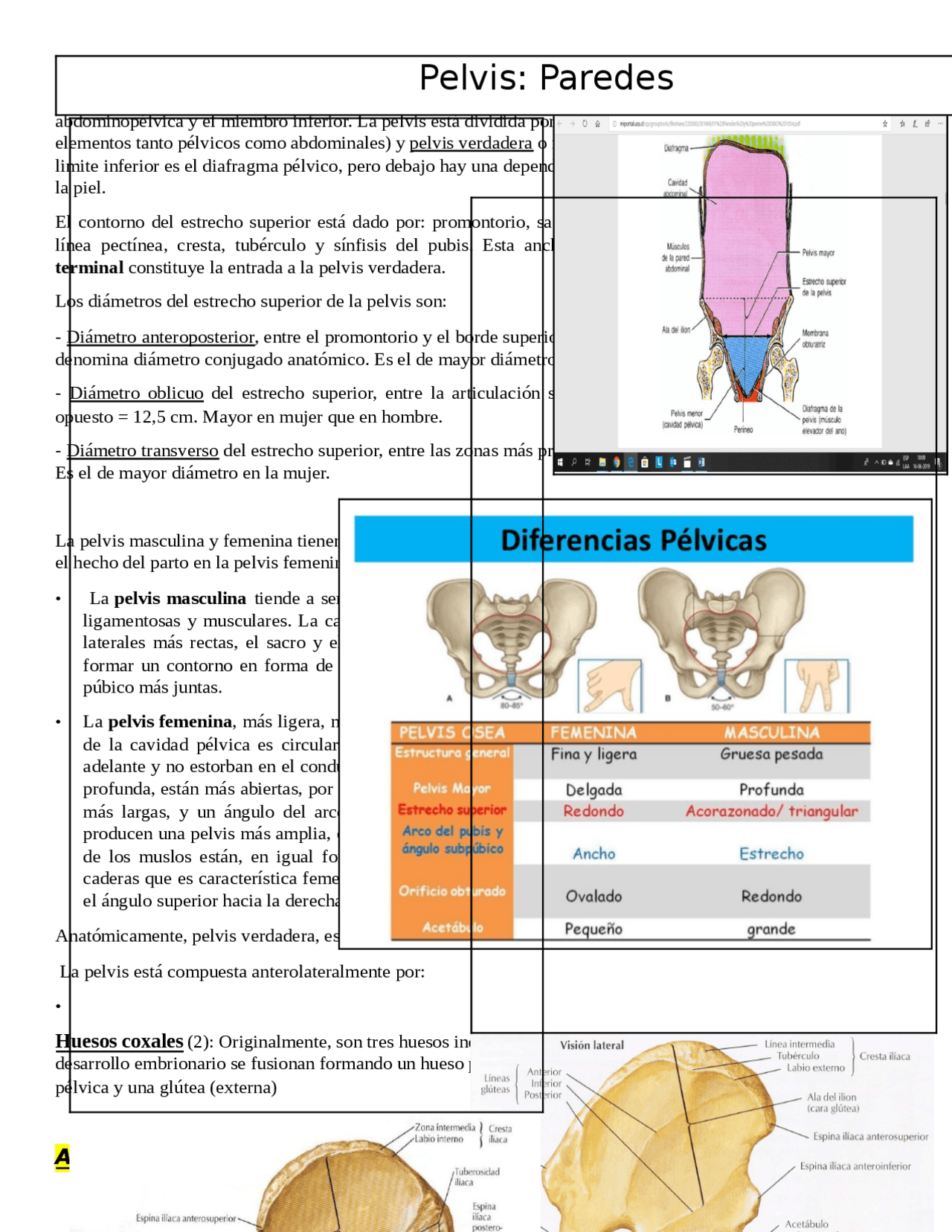 Pelvis y periné tipeo 3 - Docsity