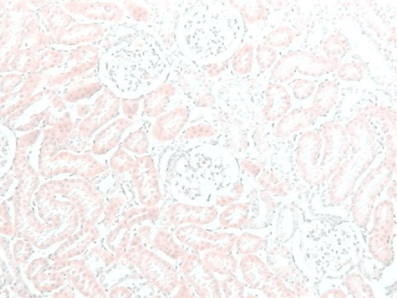 Histología Humana Del Tejido Conectivo Docsity