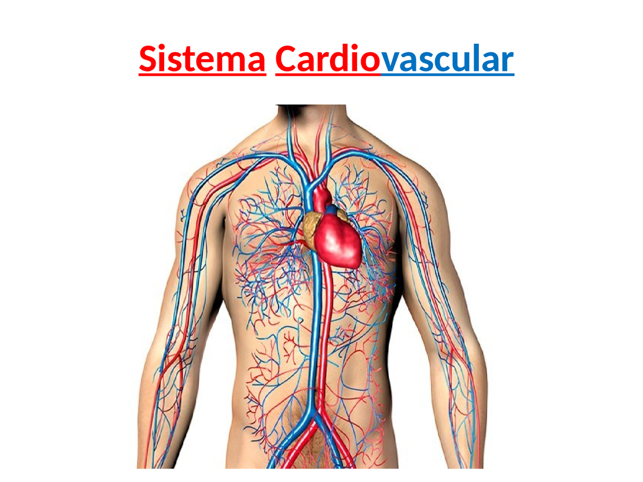 SISTEMA CARDIOVASCULAR - Docsity