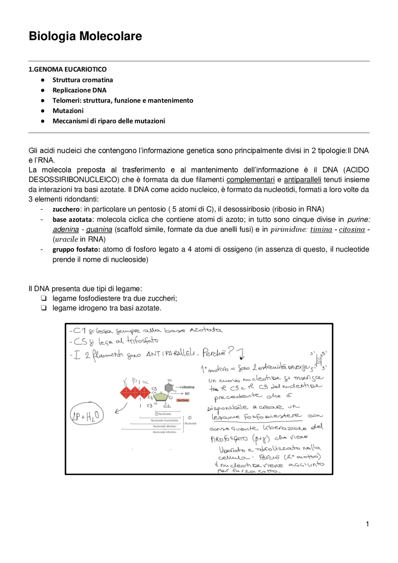 Biologia Molecolare Appunti Di Biologia Molecolare Docsity
