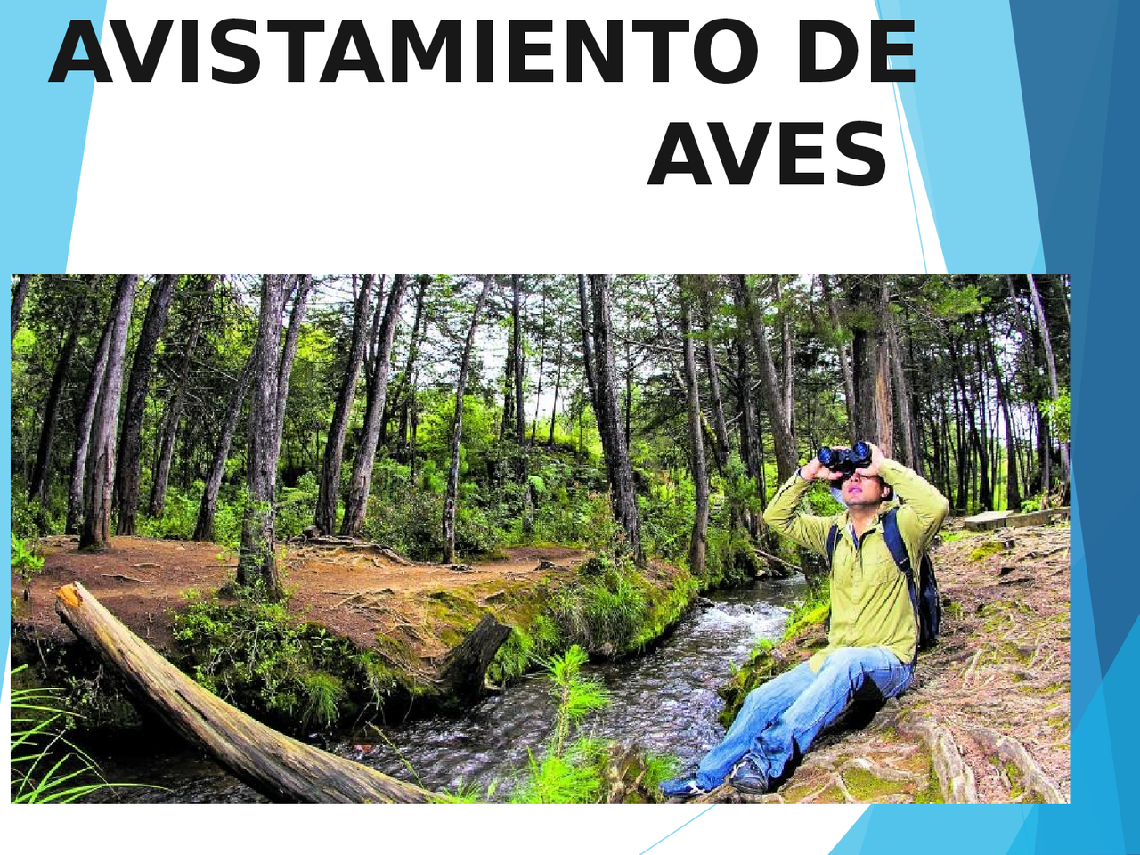 Avistamiento de aves - Docsity