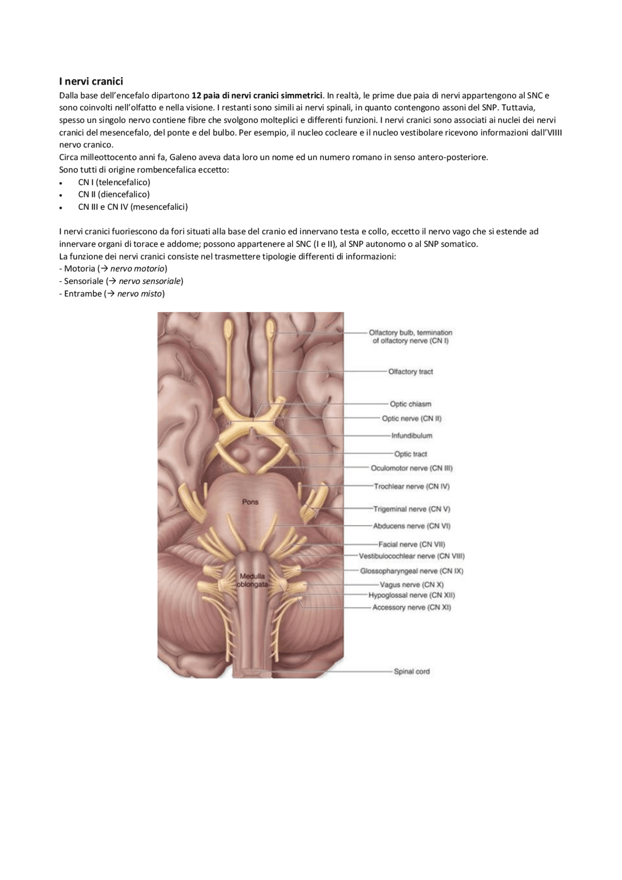 Classificazione Dei Nervi Cranici Docsity