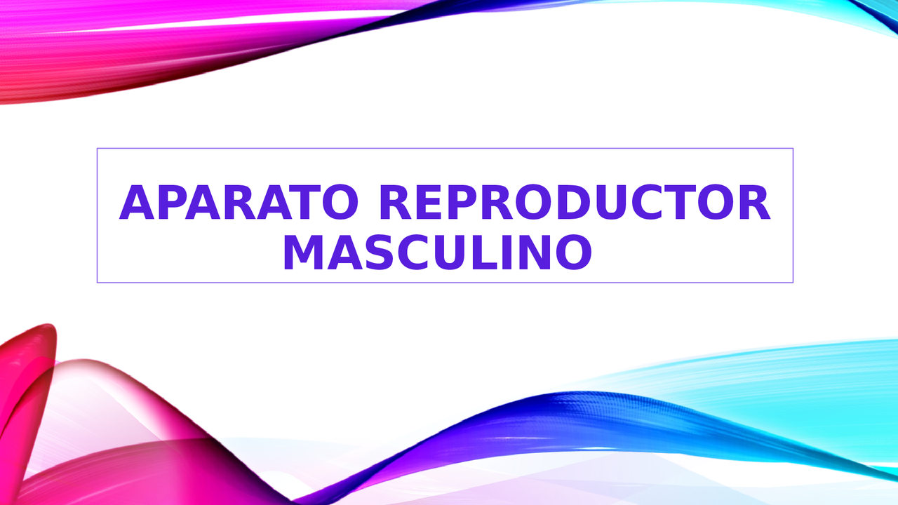 Sistema Genital Masculino Diapositivas De Anatomía Docsity