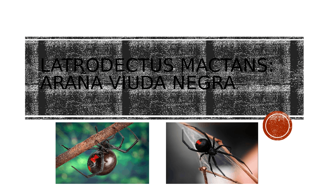Viuda negra- latrodectus mactans - Docsity