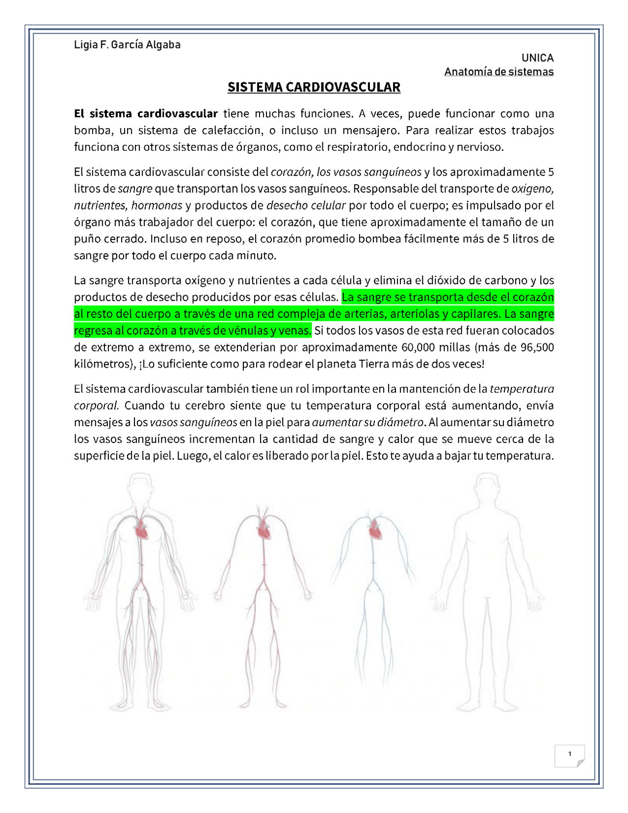 Sistema Cardiovascular Resúmenes De Anatomía Docsity