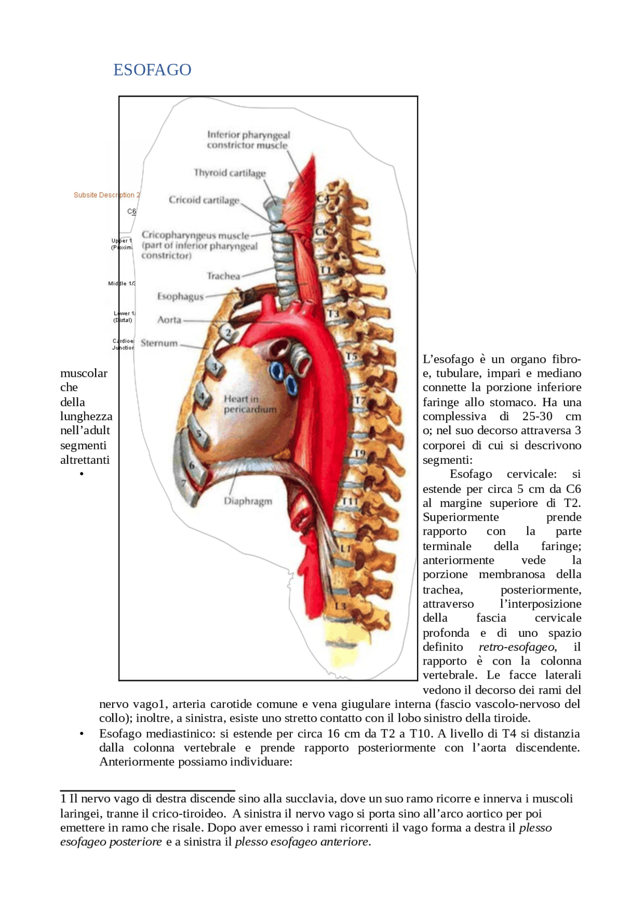 Anatomia e principali patologie chirurgiche dell'esofago - Docsity