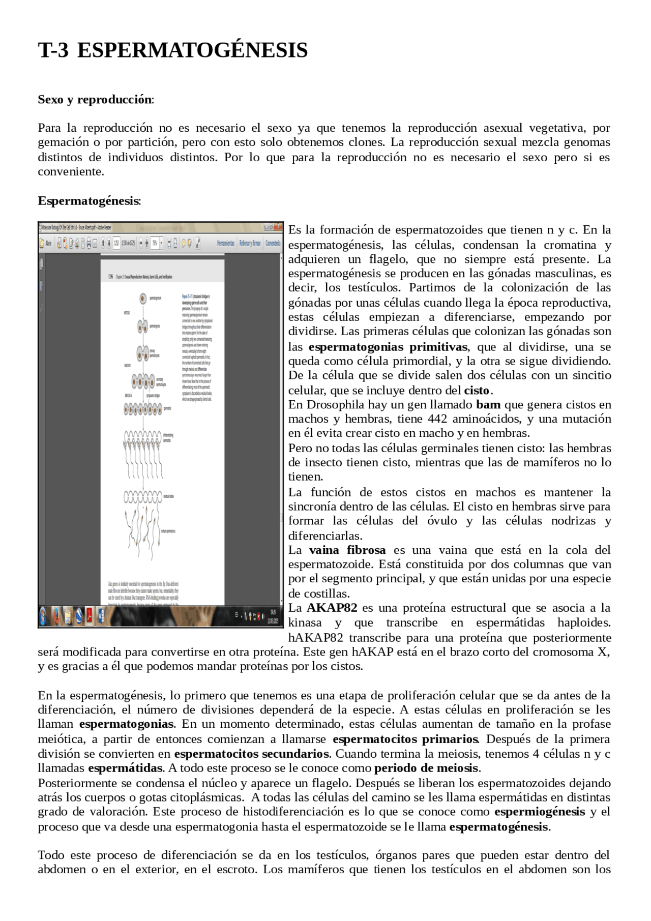 Espermatogénesis Apuntes De Embriología Docsity