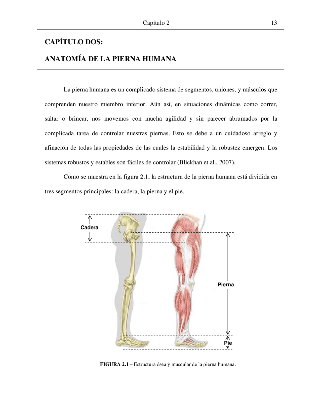 Anatomia de la pierna - Docsity