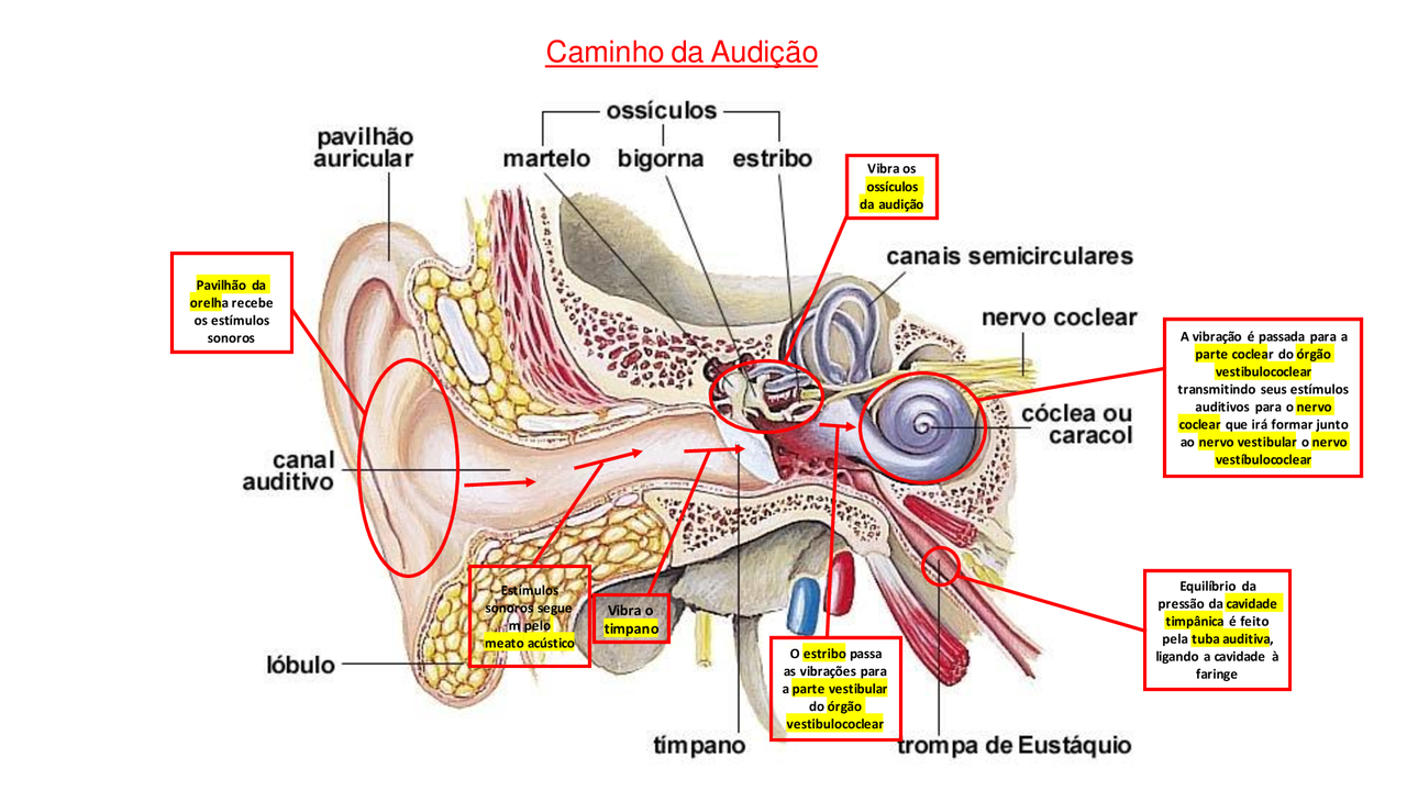 Anatomia Do Corpo Humano Monografías Ensayos Anatomía Docsity