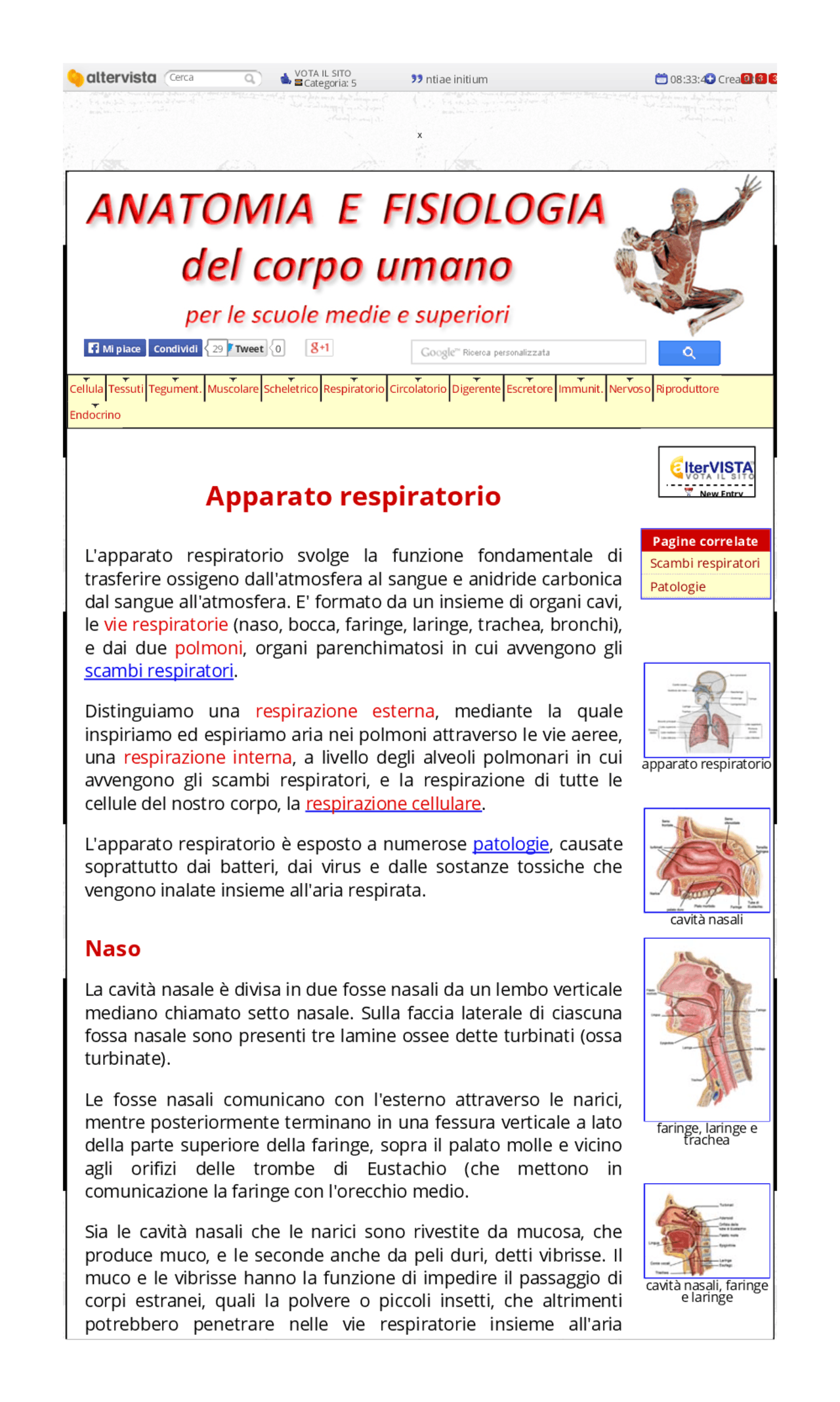 Apparato Respiratorio Dispense Di Scienze Umane E Sociali Docsity