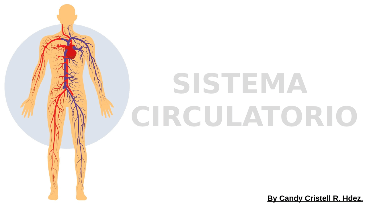 Sistema Circulatorio Diapositivas De Anatomía Docsity