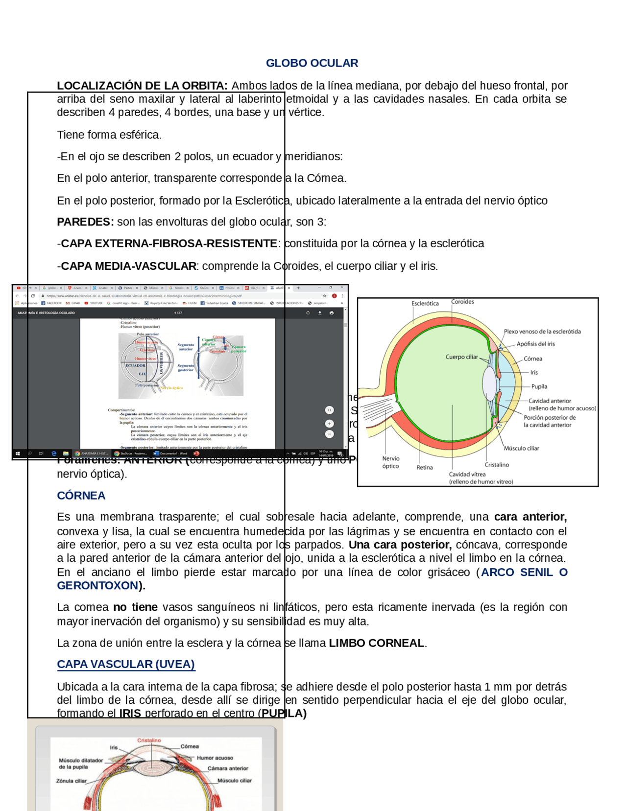 Globo Ocular Anatomia Y Fisiologia Resúmenes De Oftalmología Docsity