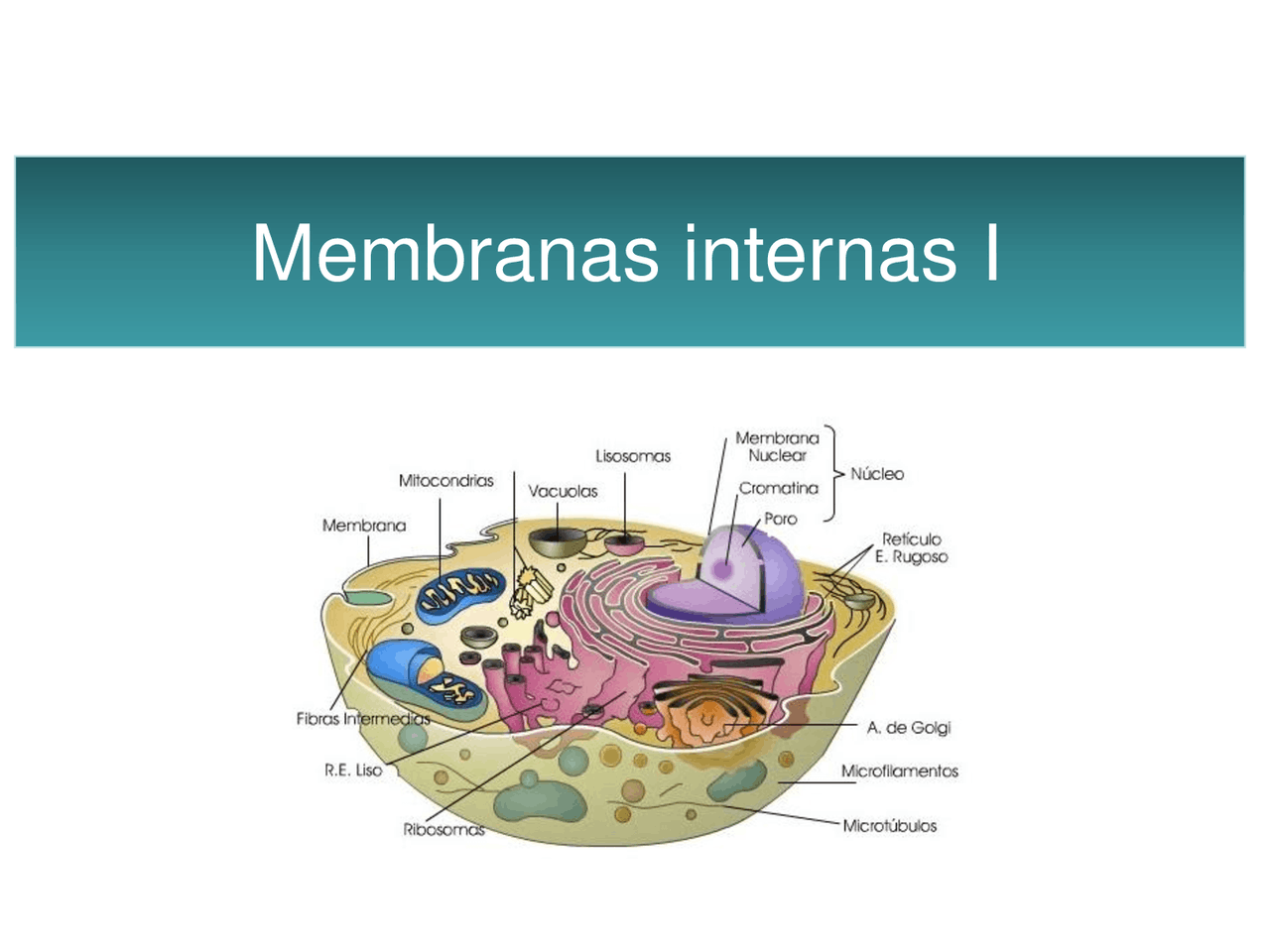 Membranas internas 1 biologia celular - Docsity