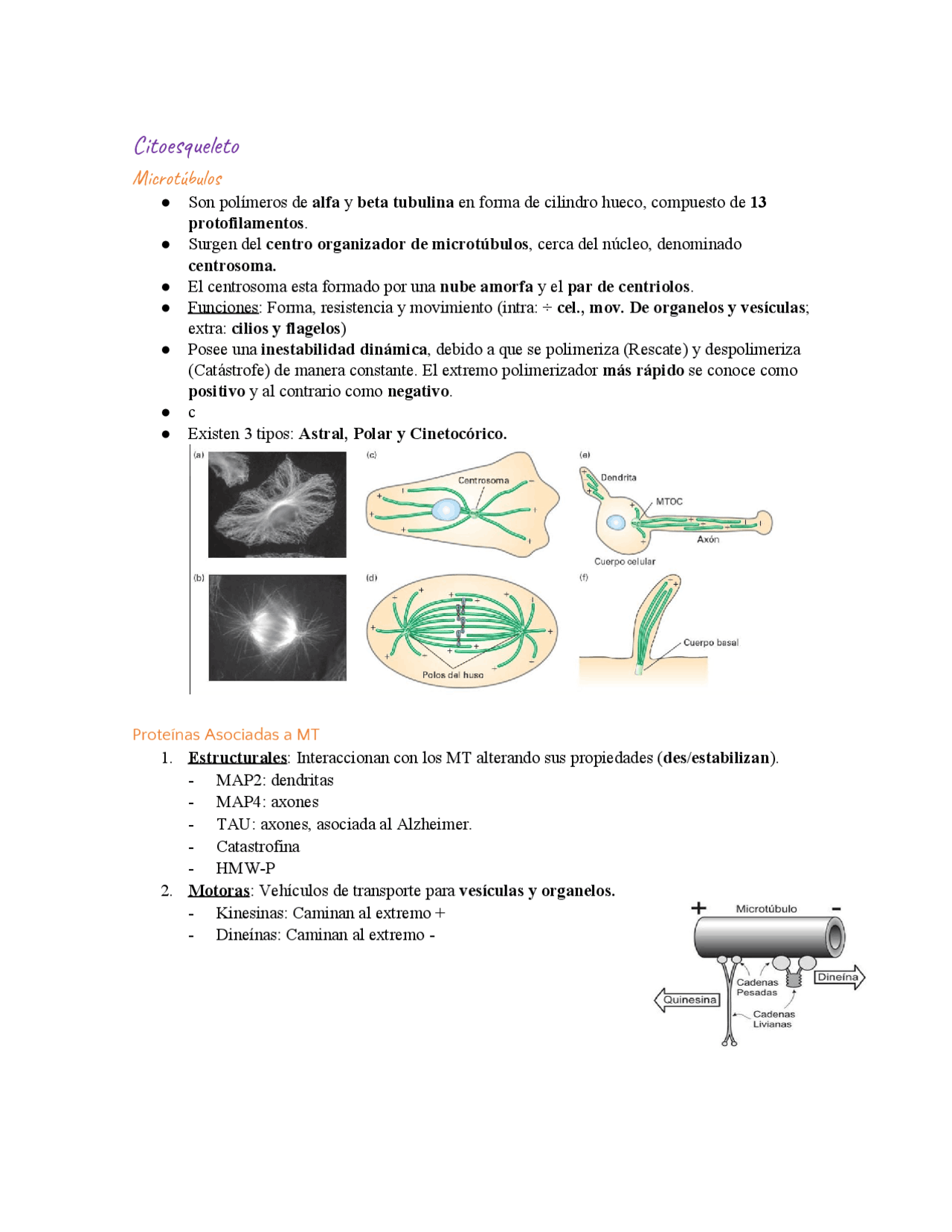 Citoesqueleto De La Célula Docsity