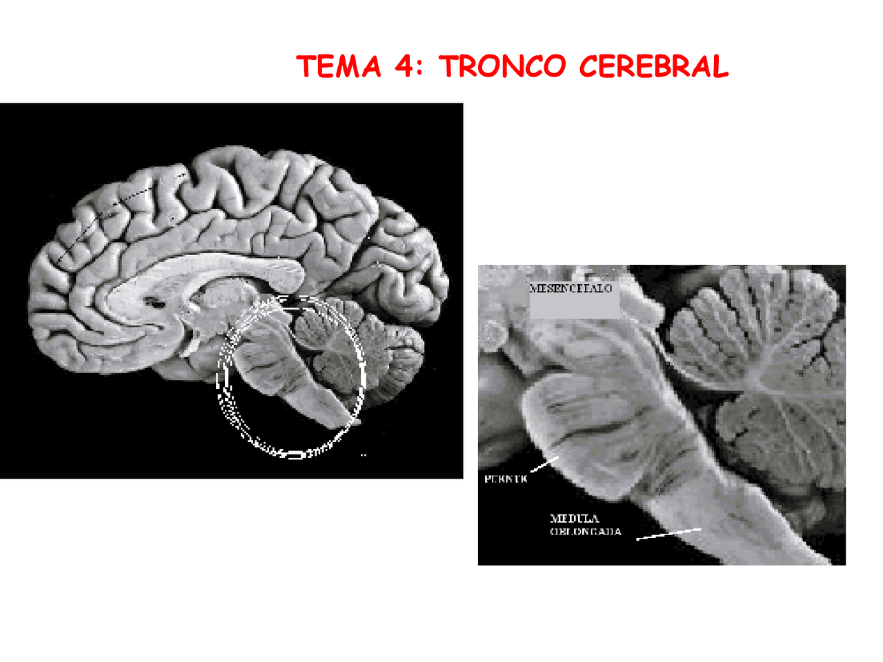 Tema 4 PsicobiologÍa Ii Docsity