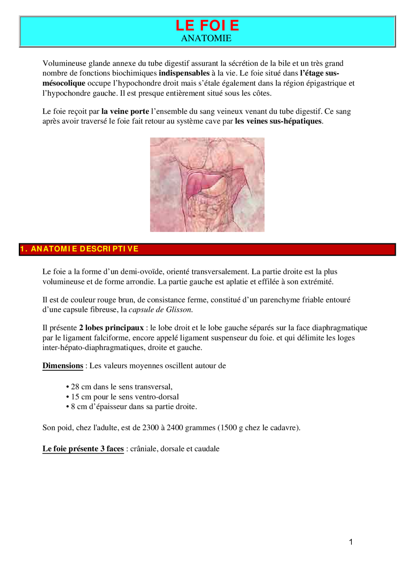 Le foie anatomie - Docsity