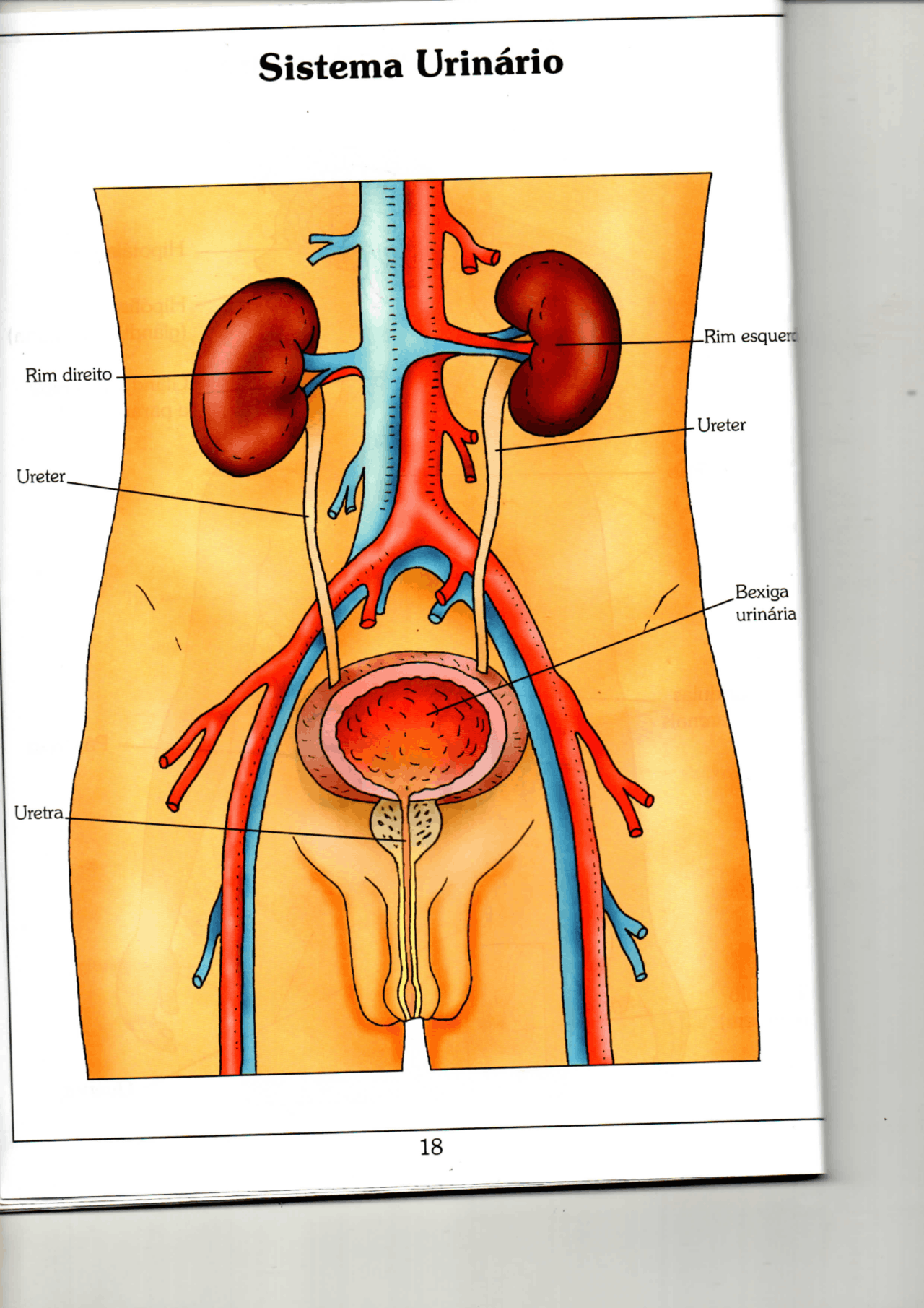 Sistema Urinário Humano Esquemas Biologia Docsity