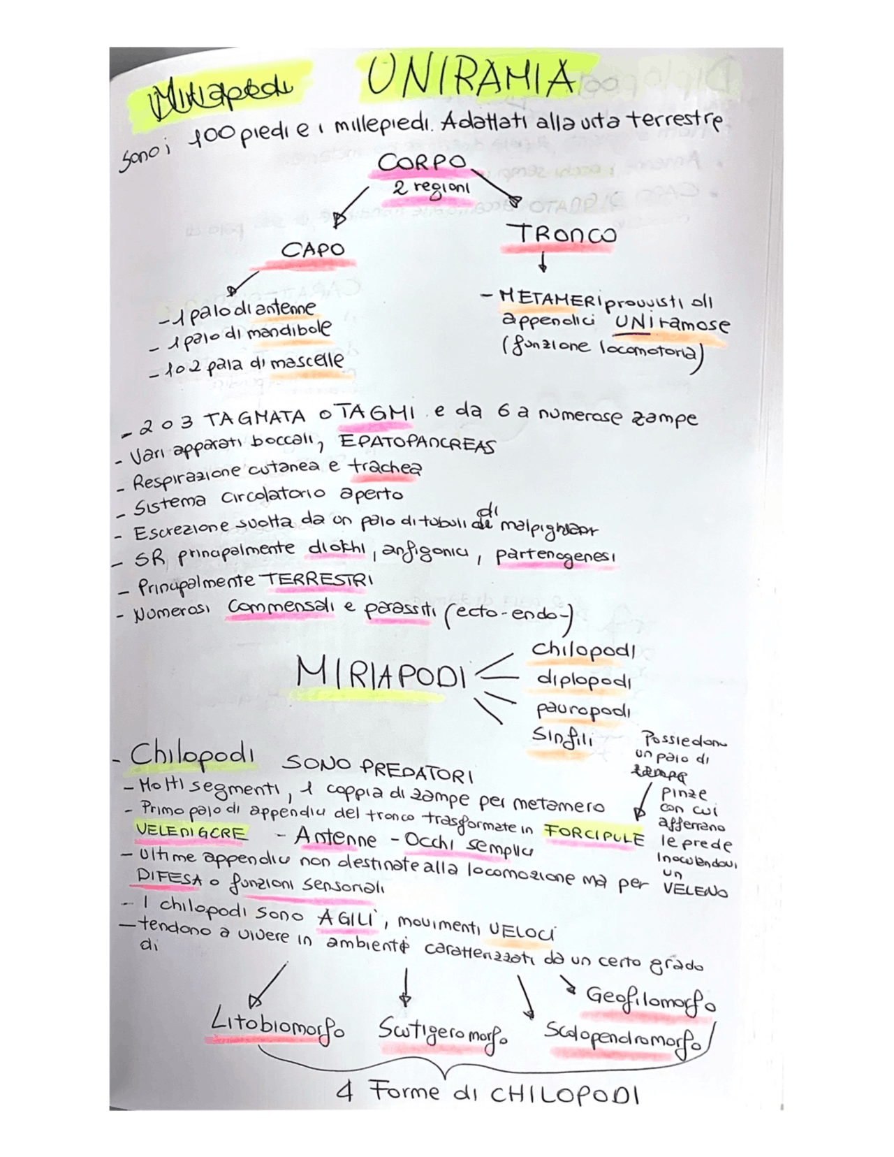 ARTHROPODA - Uniramia CHORDATA - Cordati VERTEBRATA - Vertebrati - Docsity