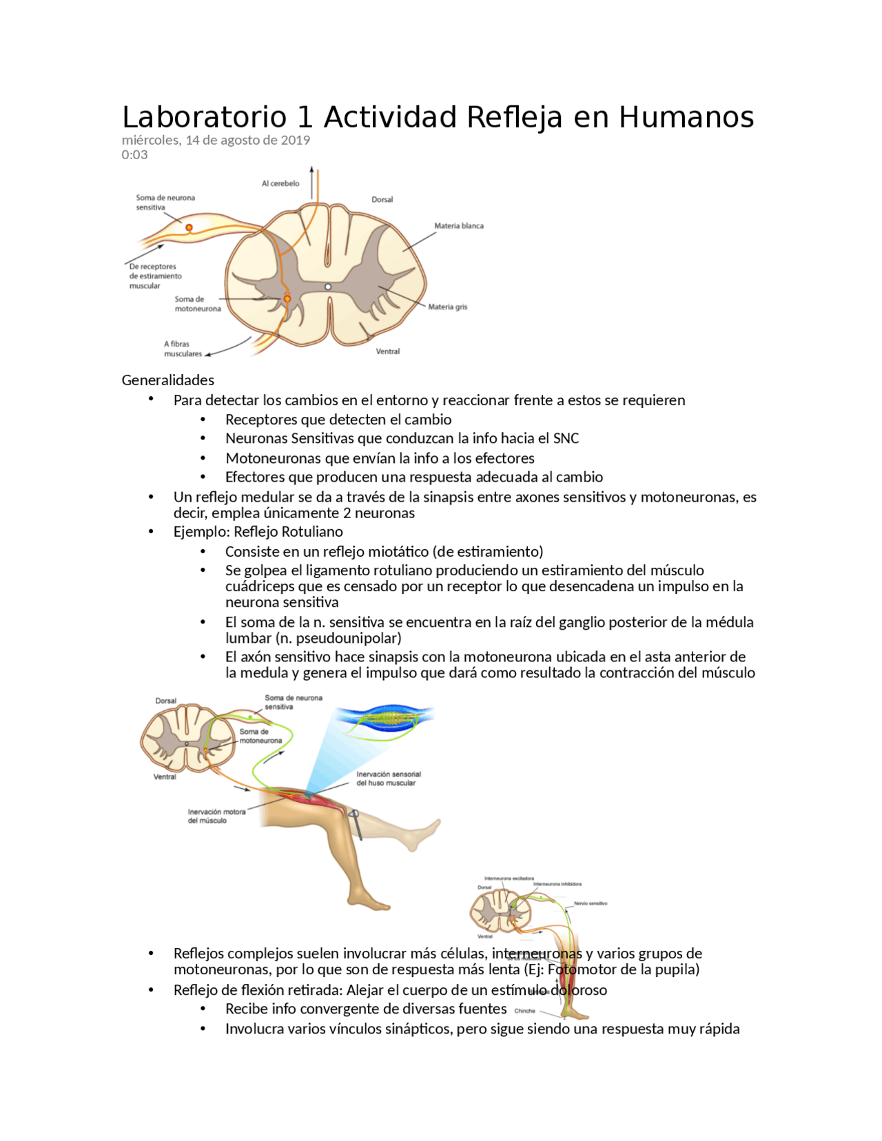 Apuntes Laboratorio Actividad Refleja en Humanos - Docsity