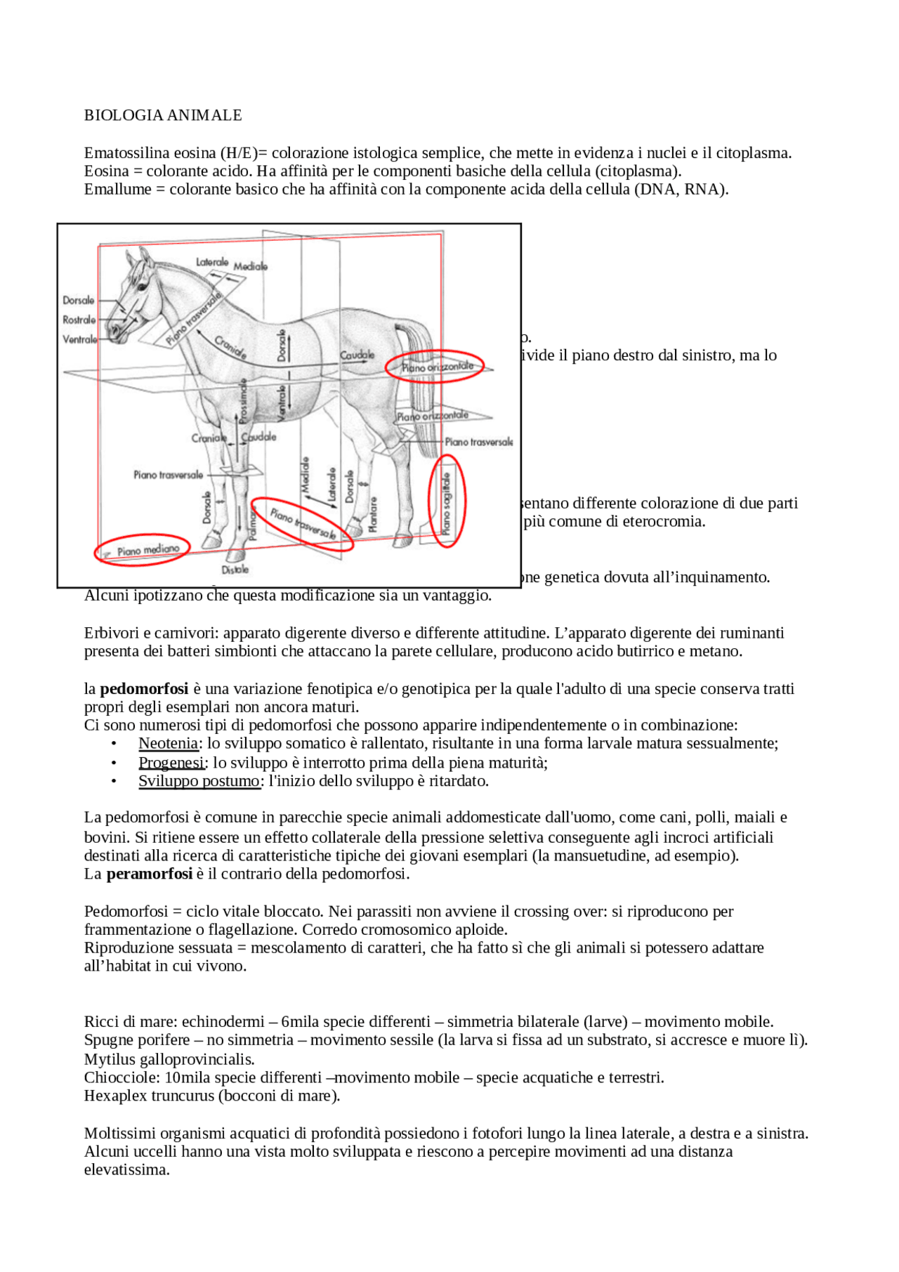 Riassunto di biologia animale - Docsity
