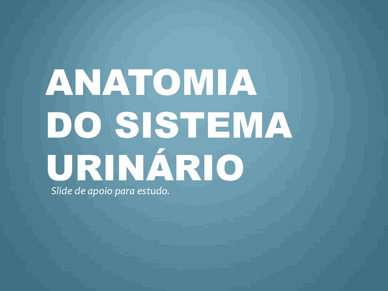 Anatomia Do Sistema Urinário Summaries Anatomy Docsity