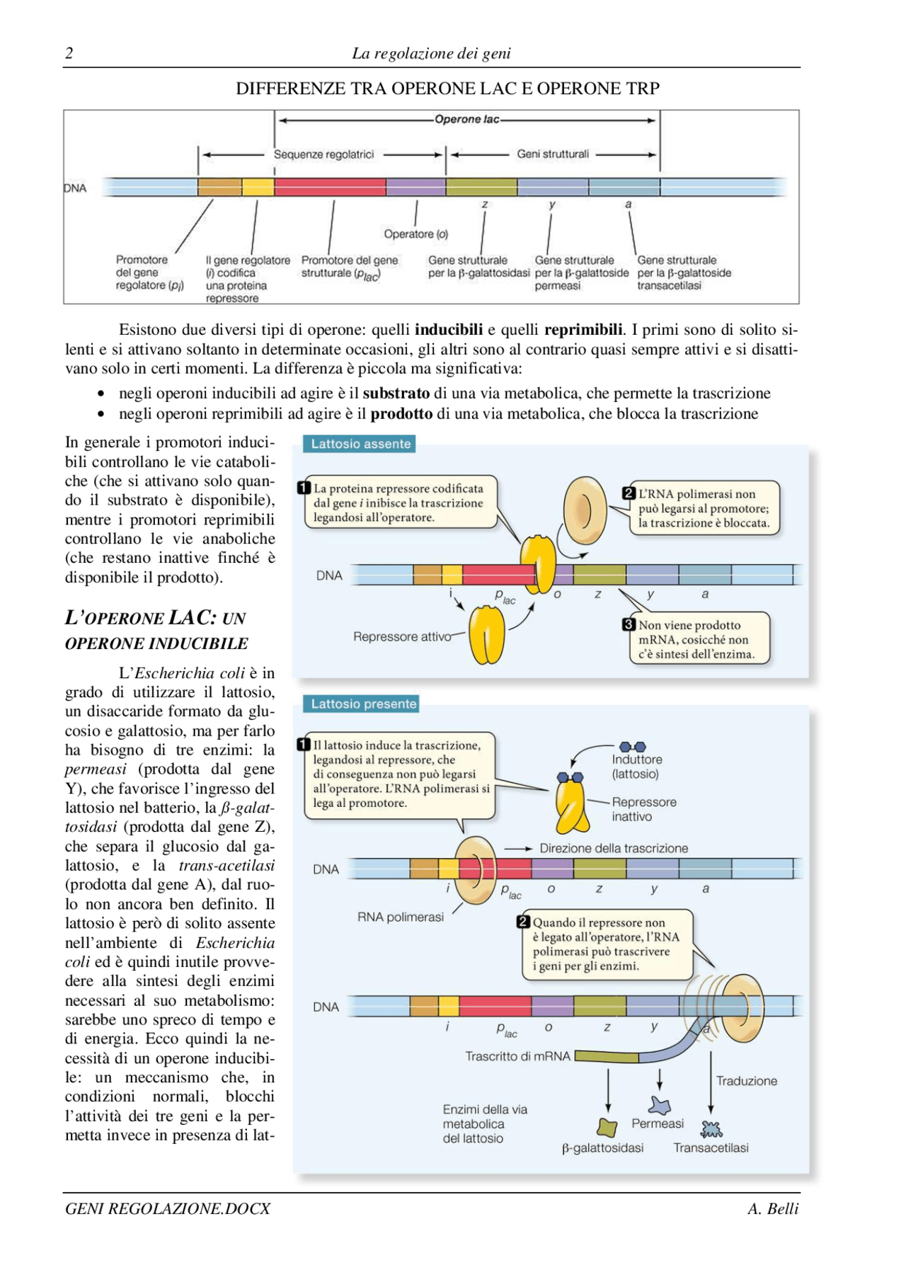 Differenze tra operone LAC e operone TRP - Docsity