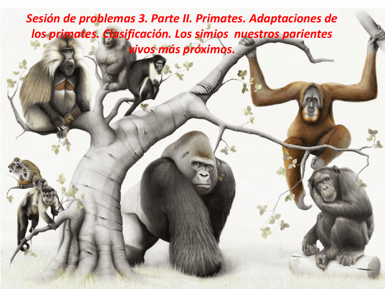 Primates, todos los tipos | Apuntes de Biología | Docsity
