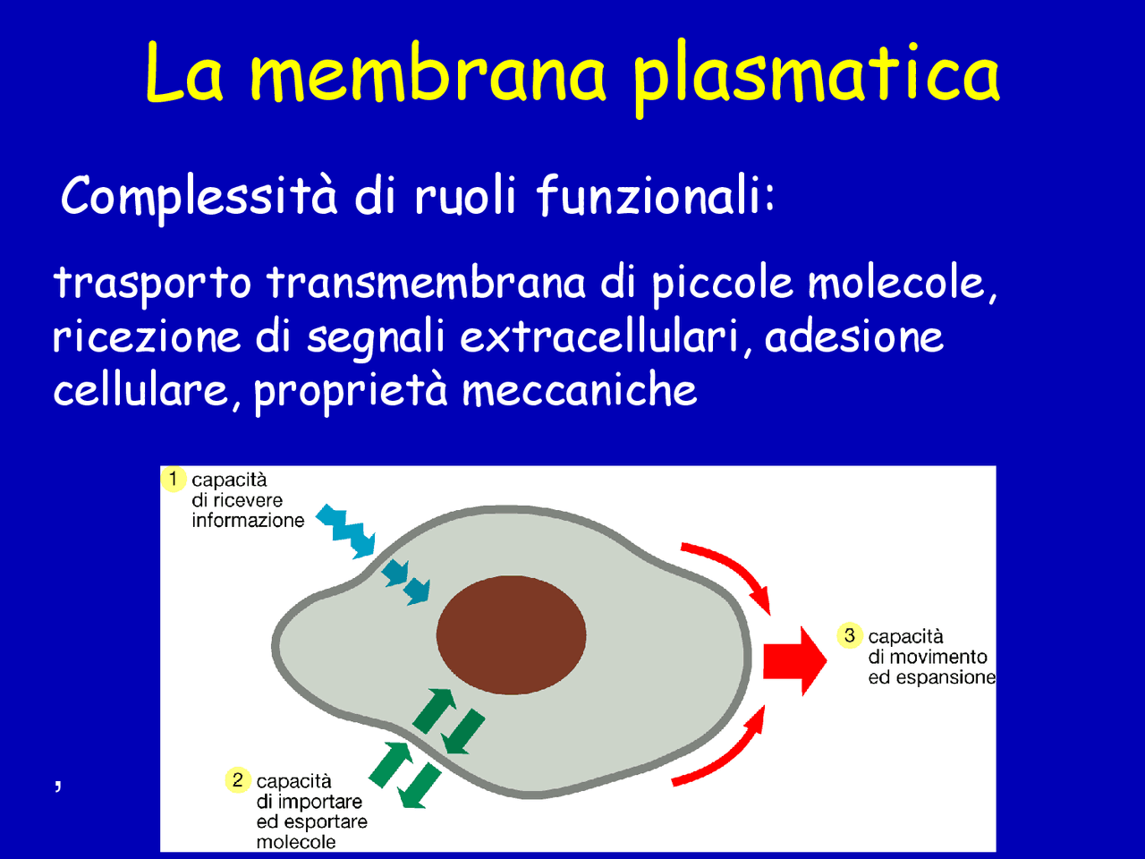 Membrana Plasmatica Slide Complete Docsity