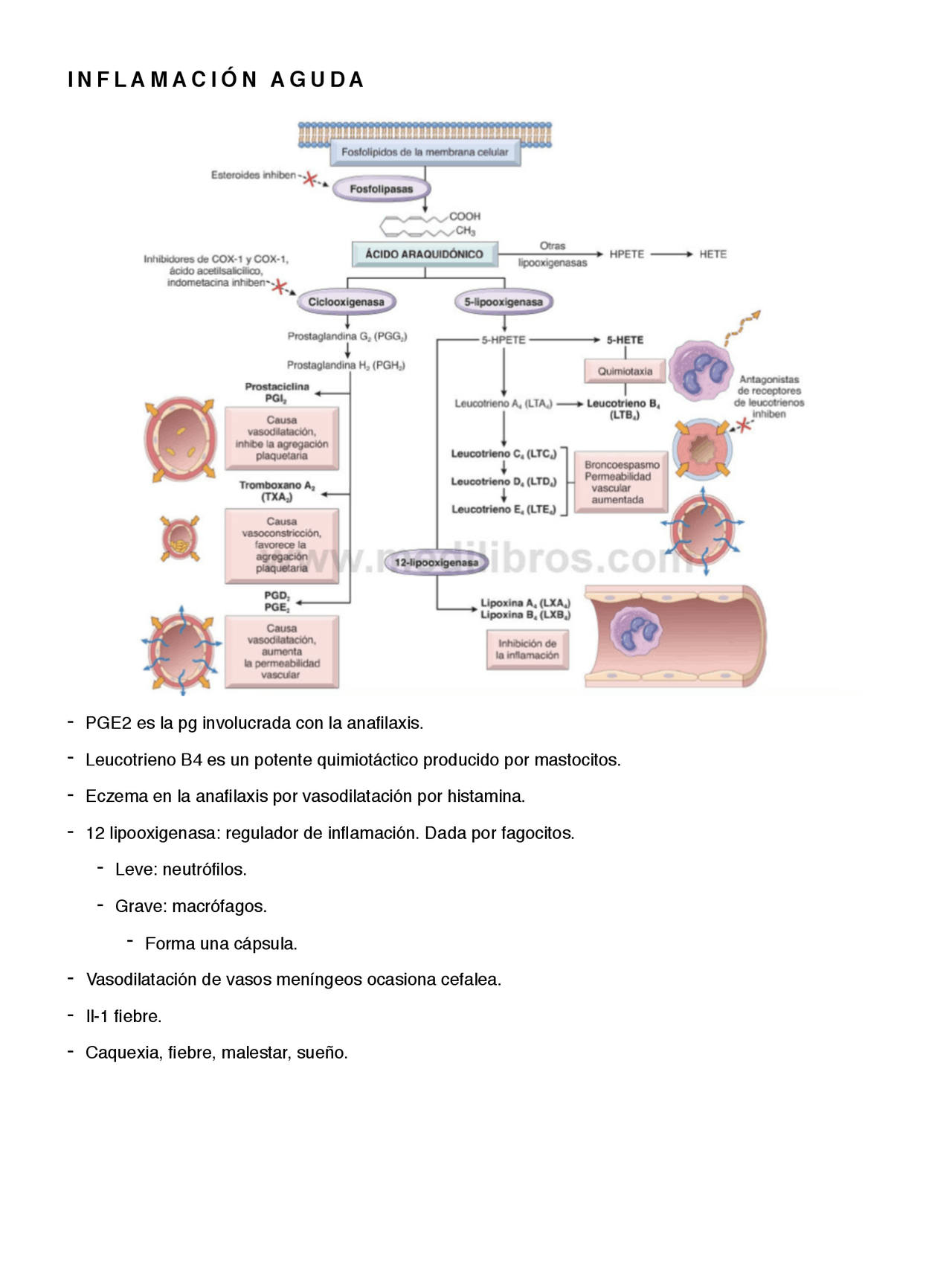 Resumen De Inflamación Docsity