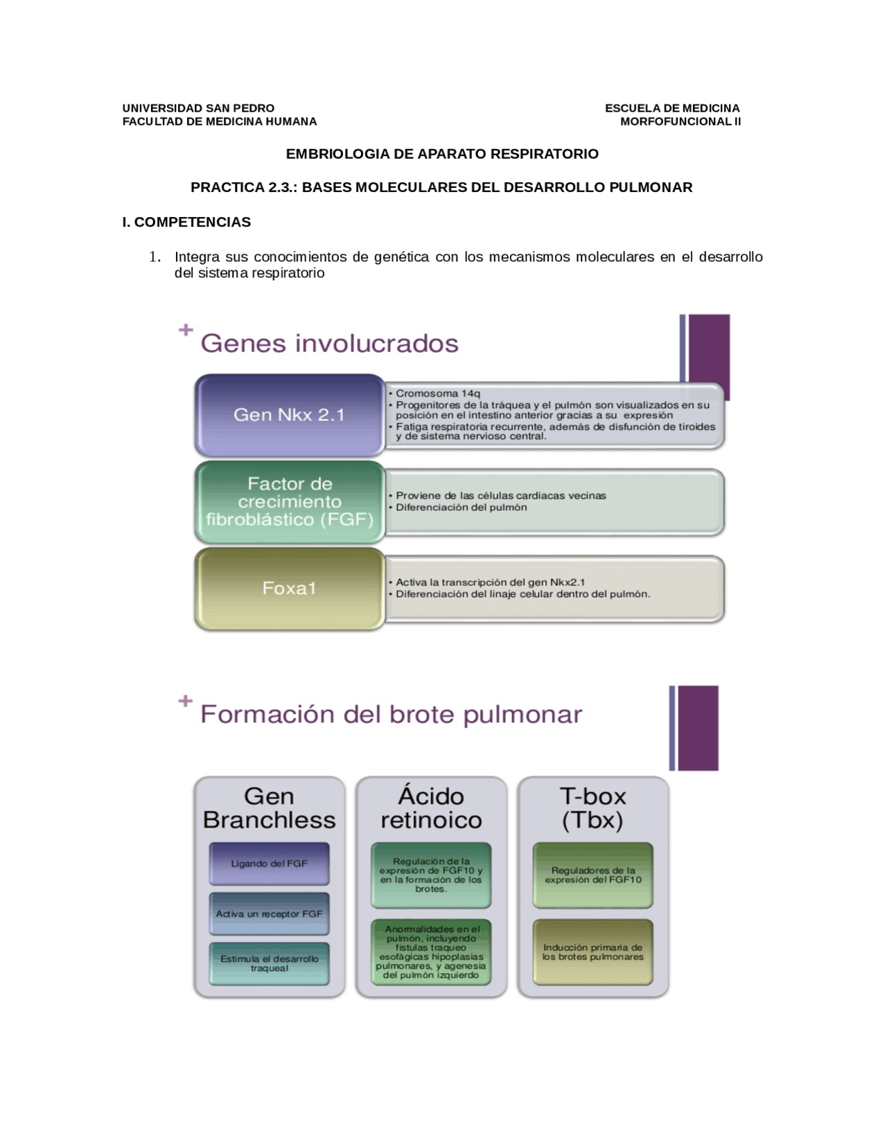 Desarrollo Embriolog%c3%ada Anatom%c3%ada Y Fisiolog%c3%ada Del Aparato ...