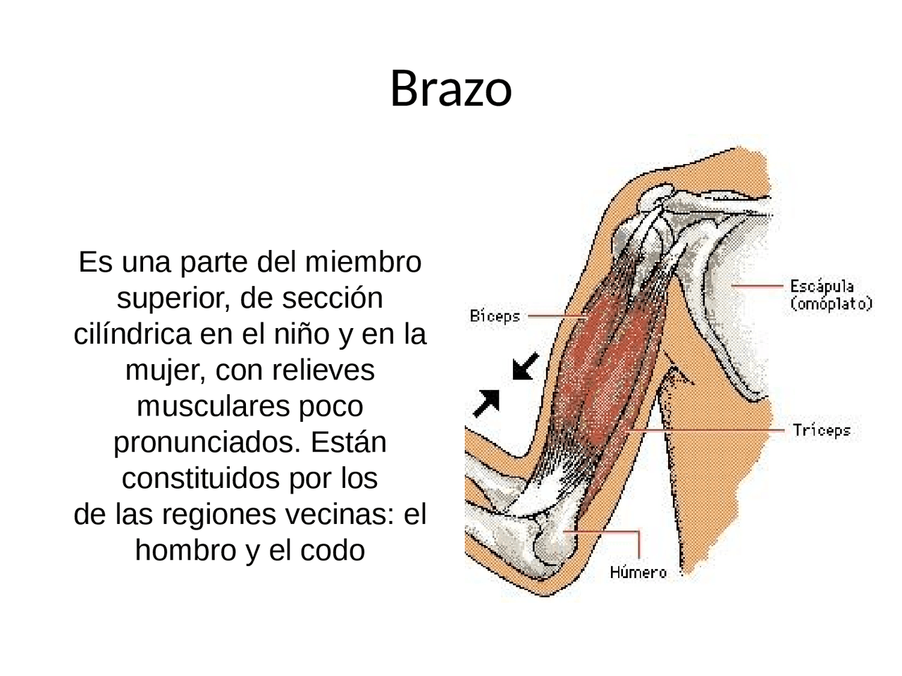 Análisis y anatomía del brazo - Docsity